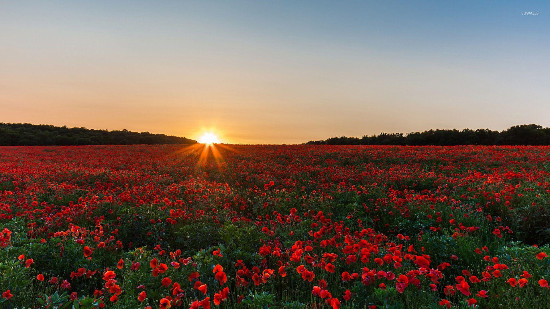 Sunrise Field Wallpapers - Top Free Sunrise Field Backgrounds ...