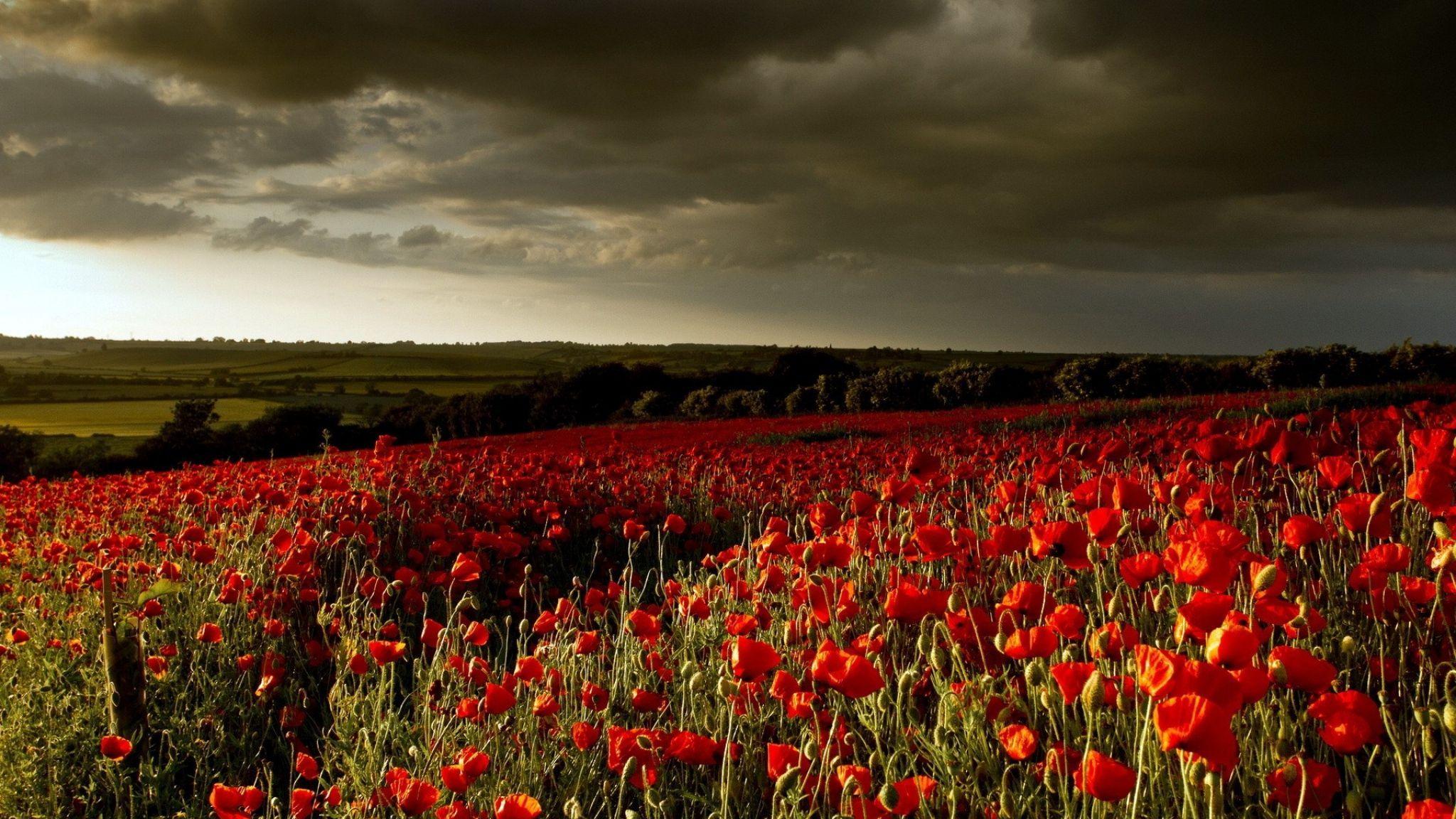 Poppy Field Wallpapers - Top Free Poppy Field Backgrounds - WallpaperAccess