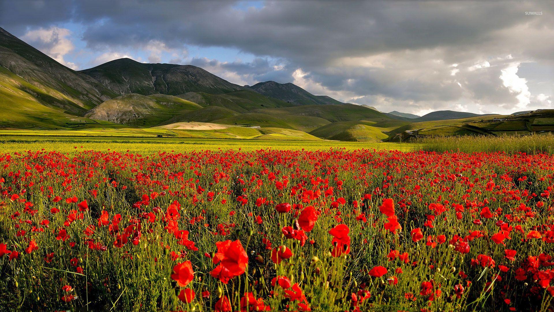 Poppy Field Wallpapers - Top Free Poppy Field Backgrounds - WallpaperAccess