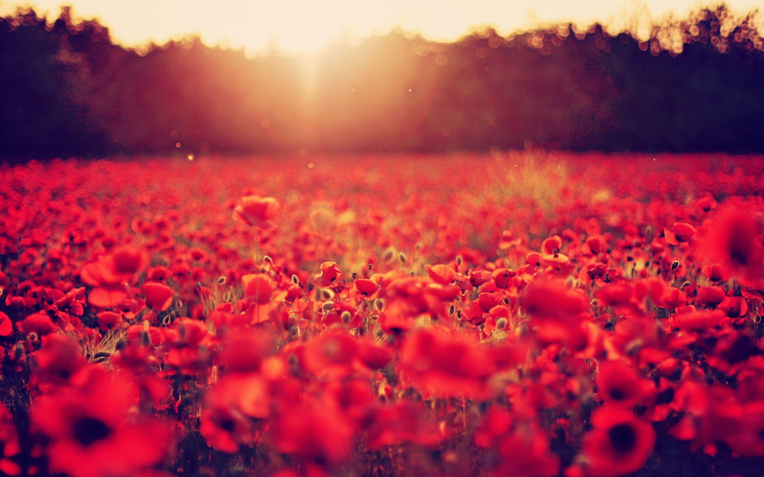 Poppy Field Wallpapers - Top Free Poppy Field Backgrounds - WallpaperAccess