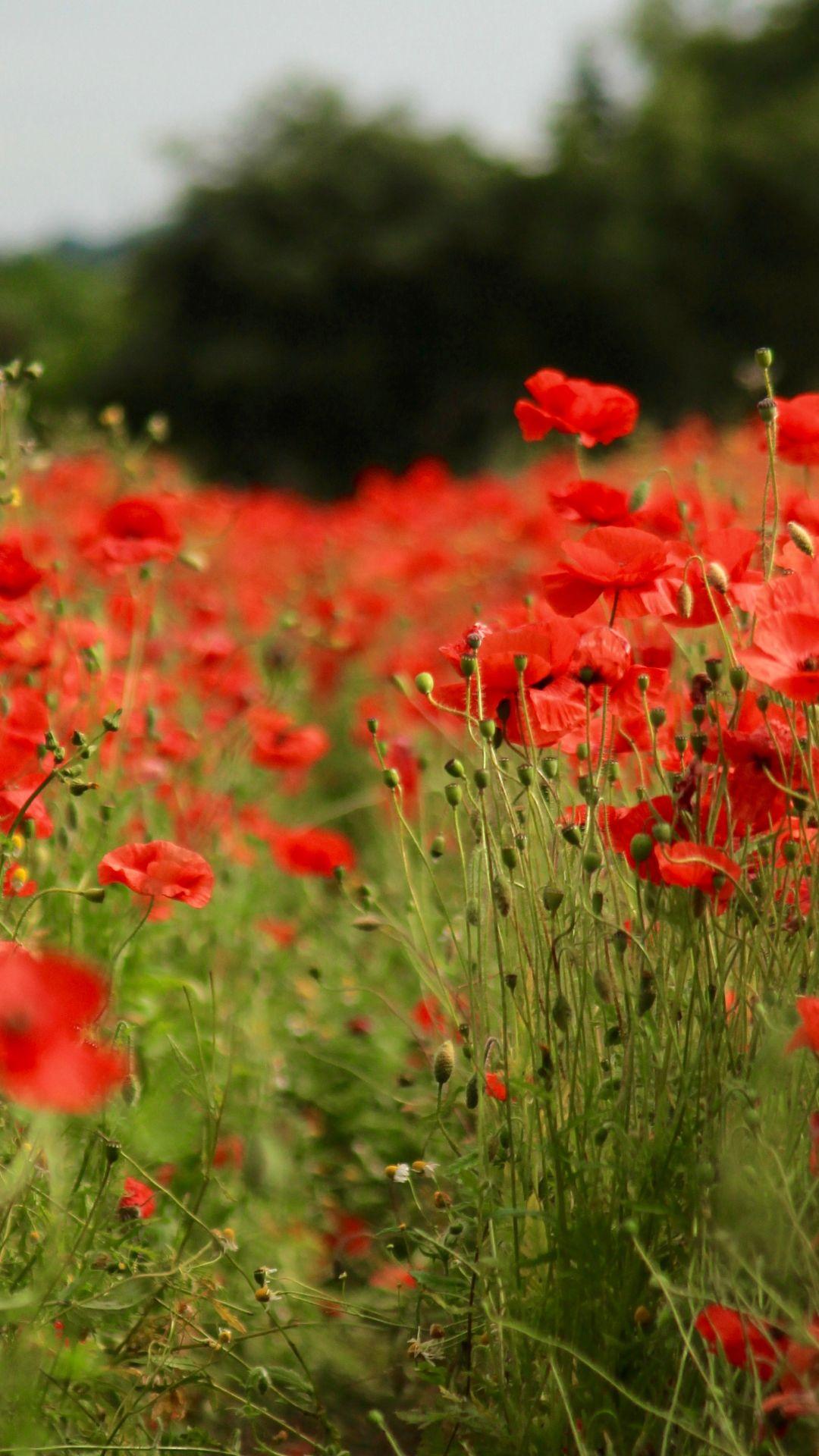 Poppy Field Wallpapers - Top Free Poppy Field Backgrounds - WallpaperAccess