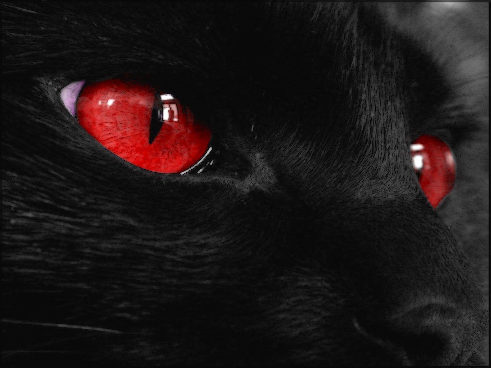 Black Cat Eyes Wallpapers - Top Free Black Cat Eyes Backgrounds ...