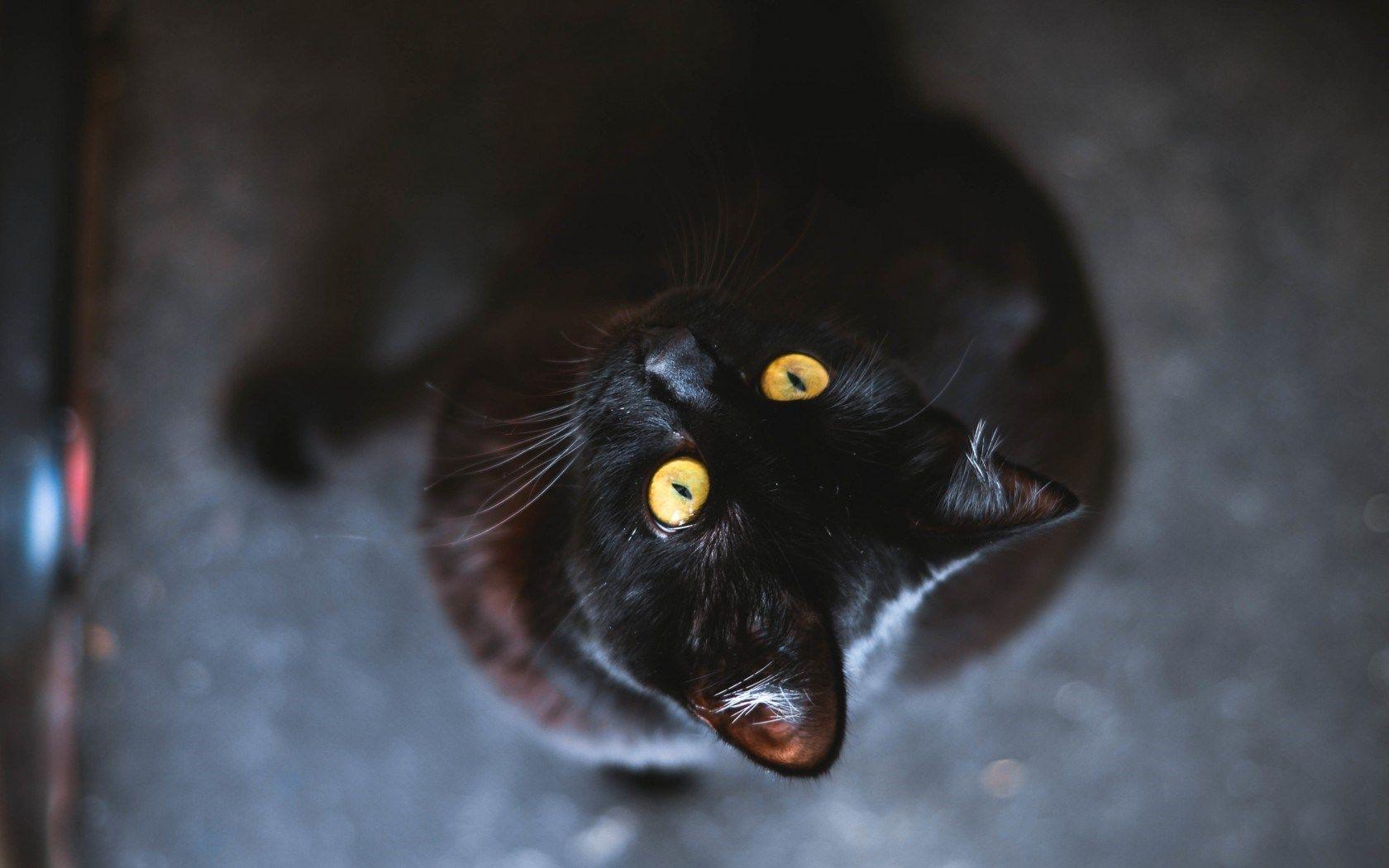 Black Cat Eyes Wallpapers - Top Free Black Cat Eyes Backgrounds ...