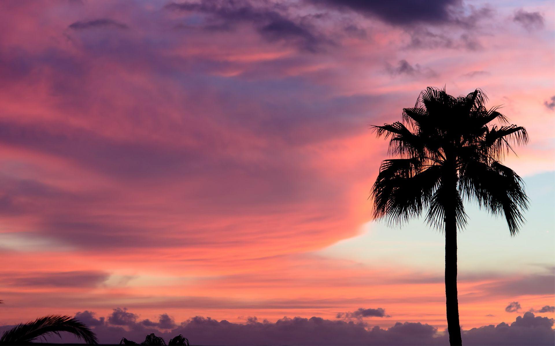 Palm Sunset Wallpapers - Top Free Palm Sunset Backgrounds - WallpaperAccess