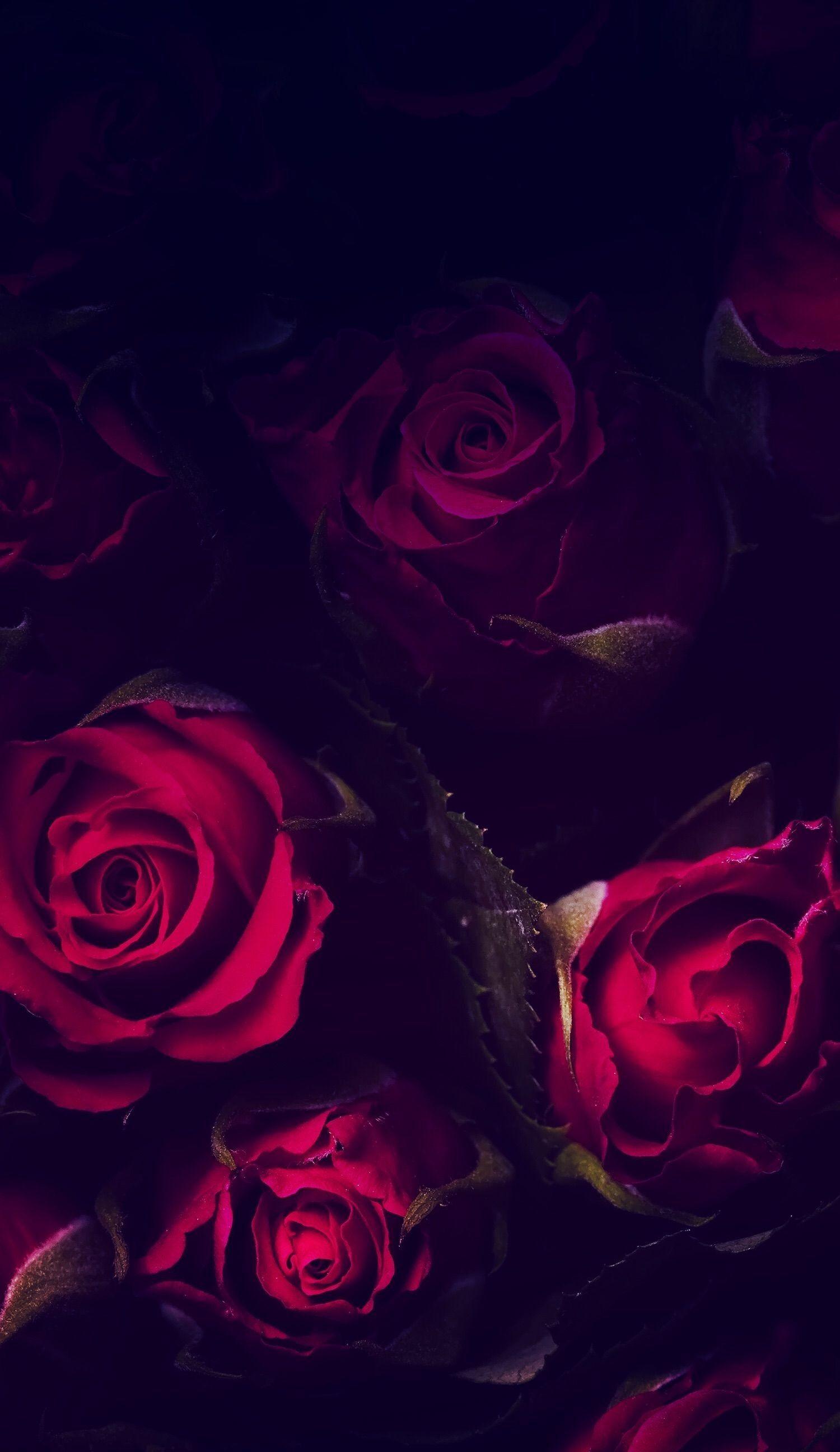 Black and Pink Rose Wallpapers - Top Free Black and Pink Rose ...