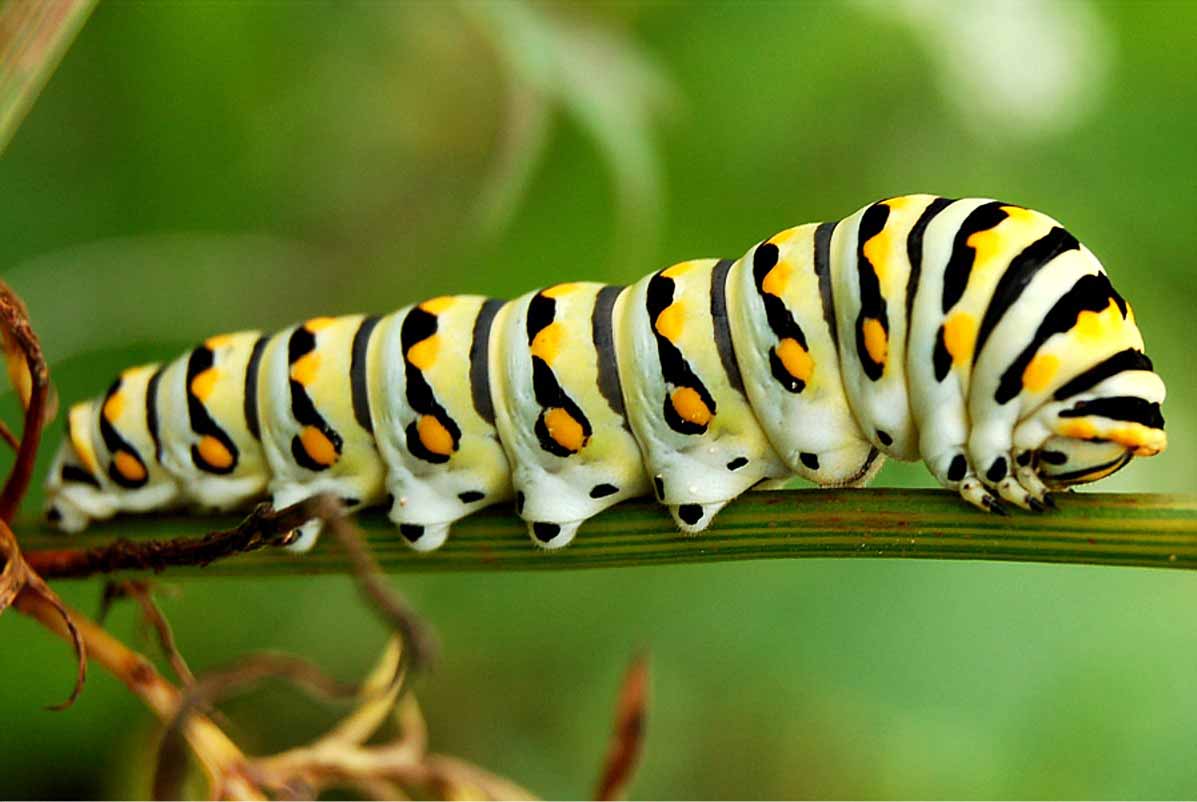Caterpillar Insect Wallpapers - Top Free Caterpillar Insect Backgrounds ...
