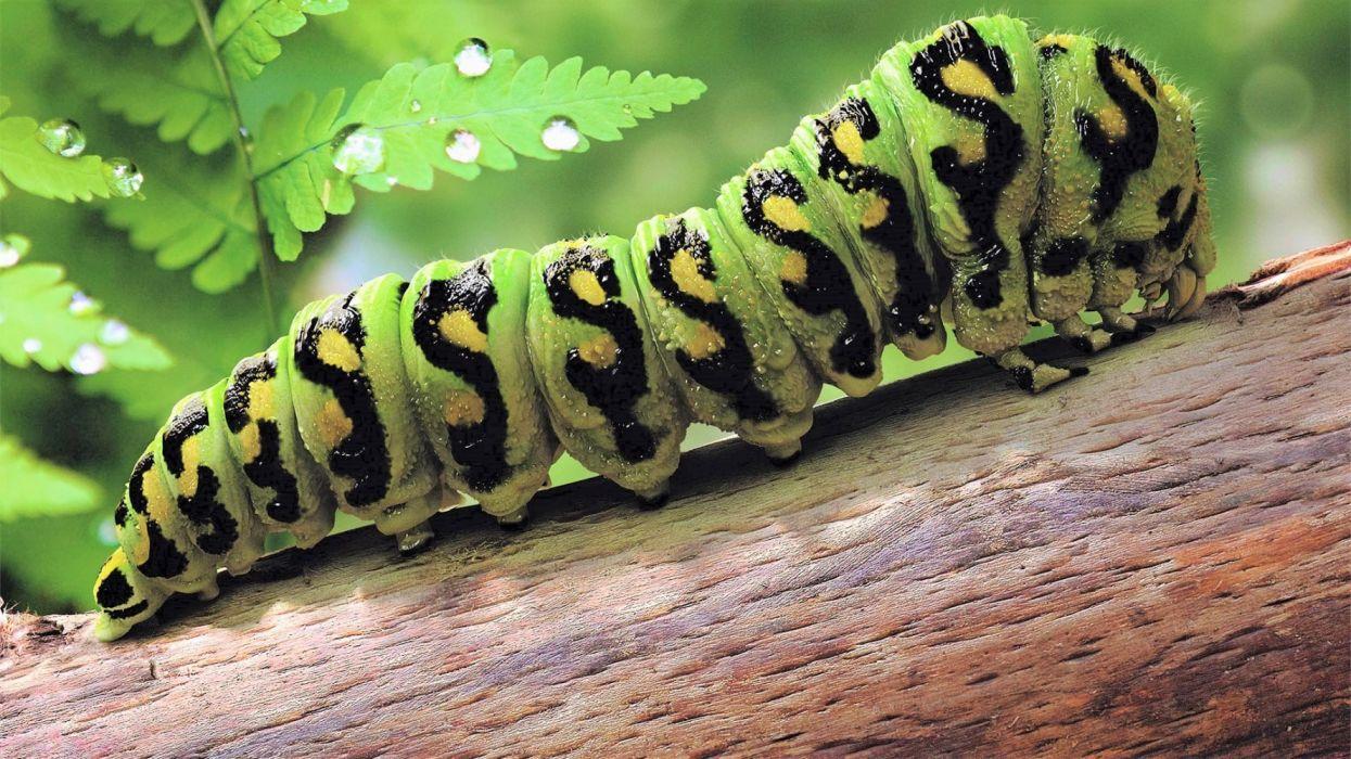 Caterpillar Insect Wallpapers - Top Free Caterpillar Insect Backgrounds ...