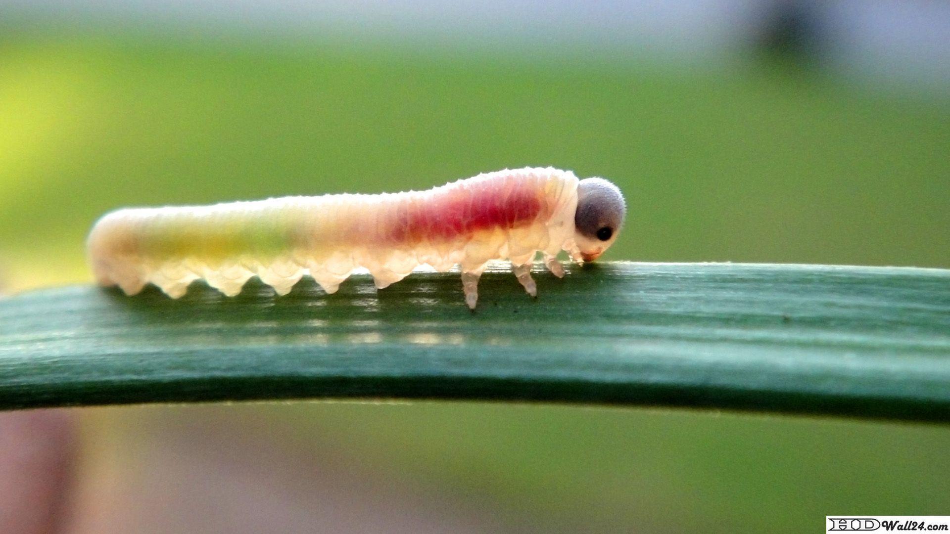 Caterpillar Insect Wallpapers - Top Free Caterpillar Insect Backgrounds ...