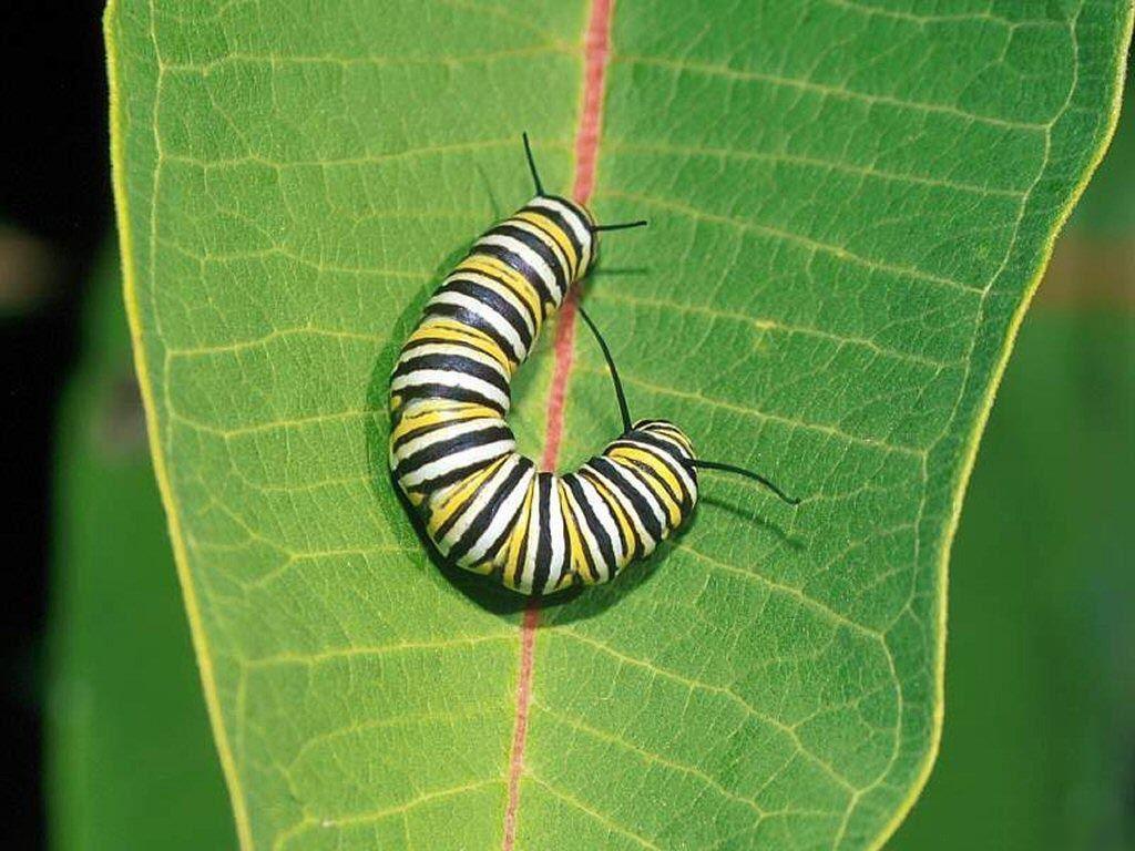 Caterpillar Insect Wallpapers - Top Free Caterpillar Insect Backgrounds ...
