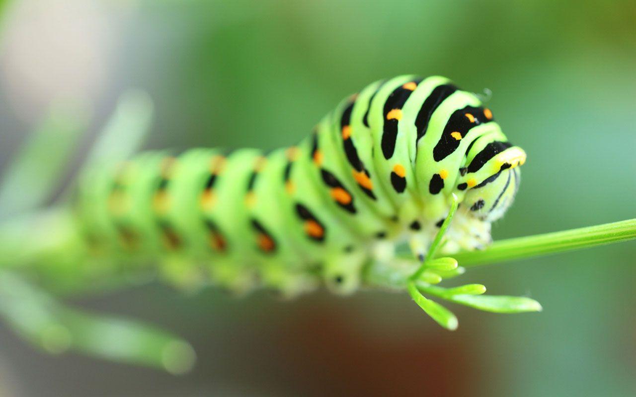 Caterpillar Insect Wallpapers - Top Free Caterpillar Insect Backgrounds ...