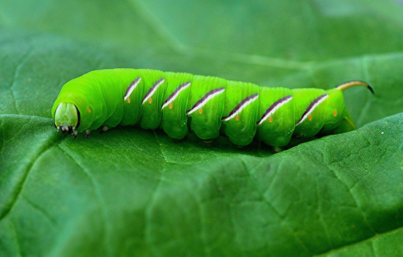 Caterpillar Insect Wallpapers - Top Free Caterpillar Insect Backgrounds ...