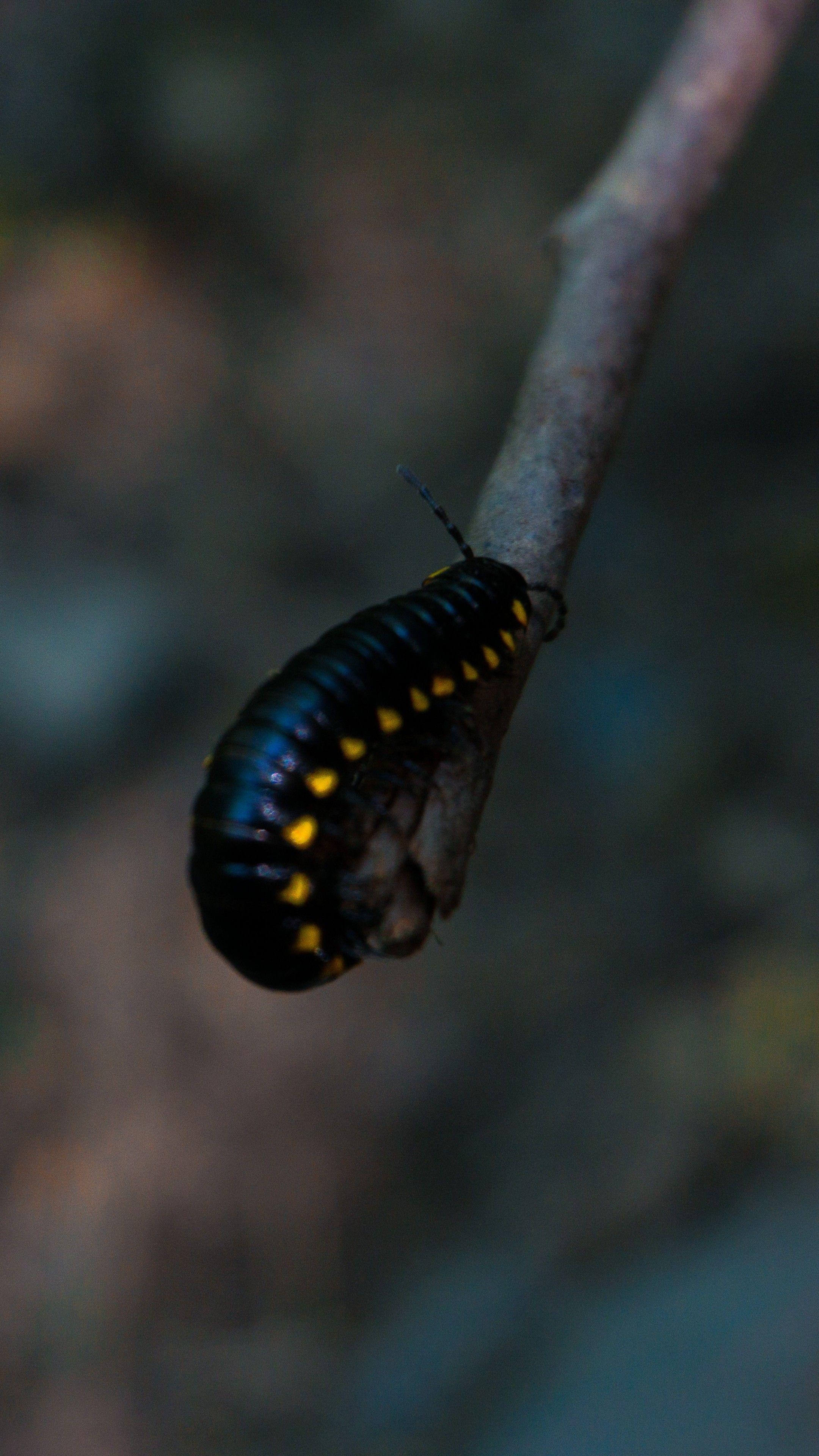 Caterpillar Insect Wallpapers - Top Free Caterpillar Insect Backgrounds ...
