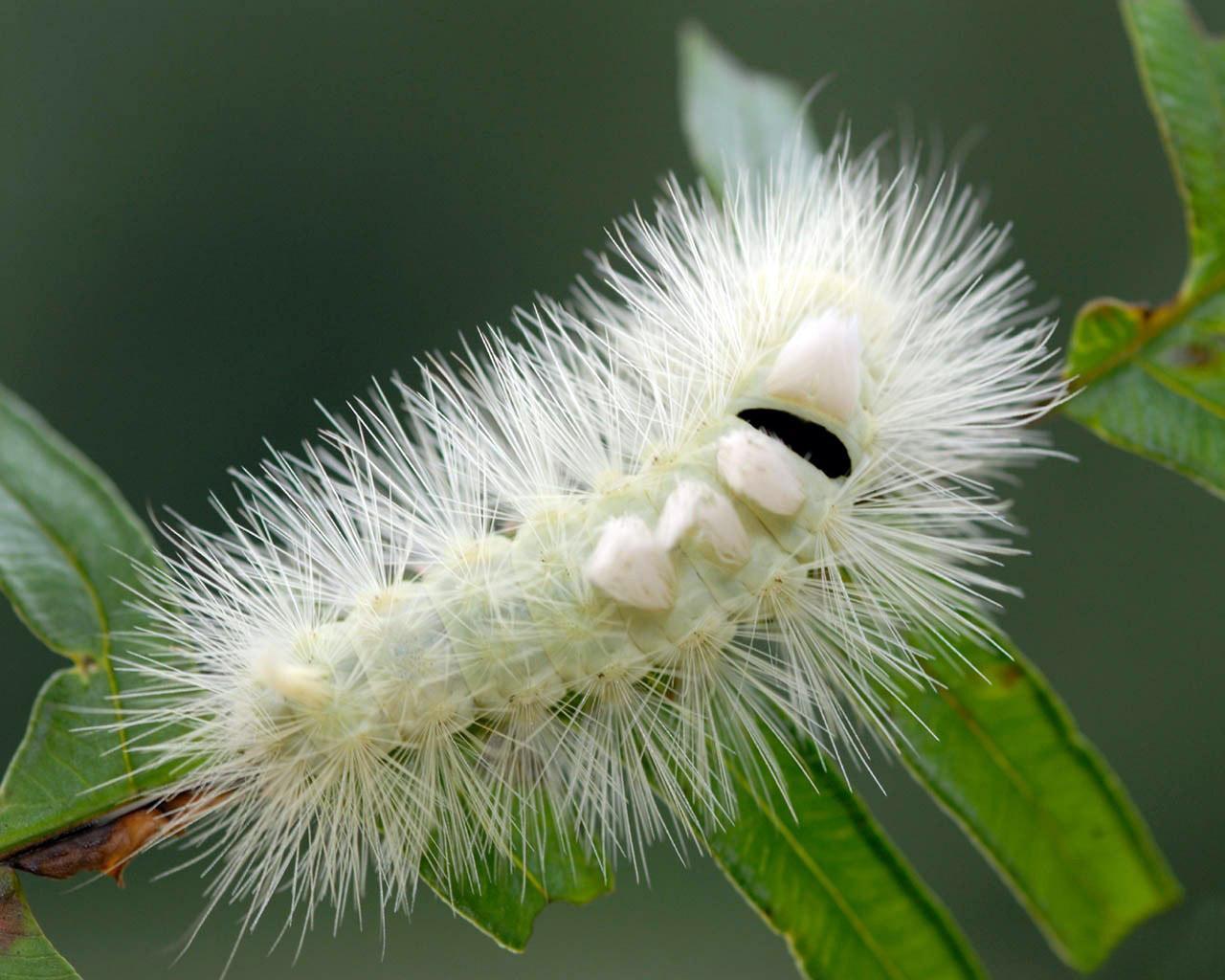 Caterpillar Insect Wallpapers - Top Free Caterpillar Insect Backgrounds ...