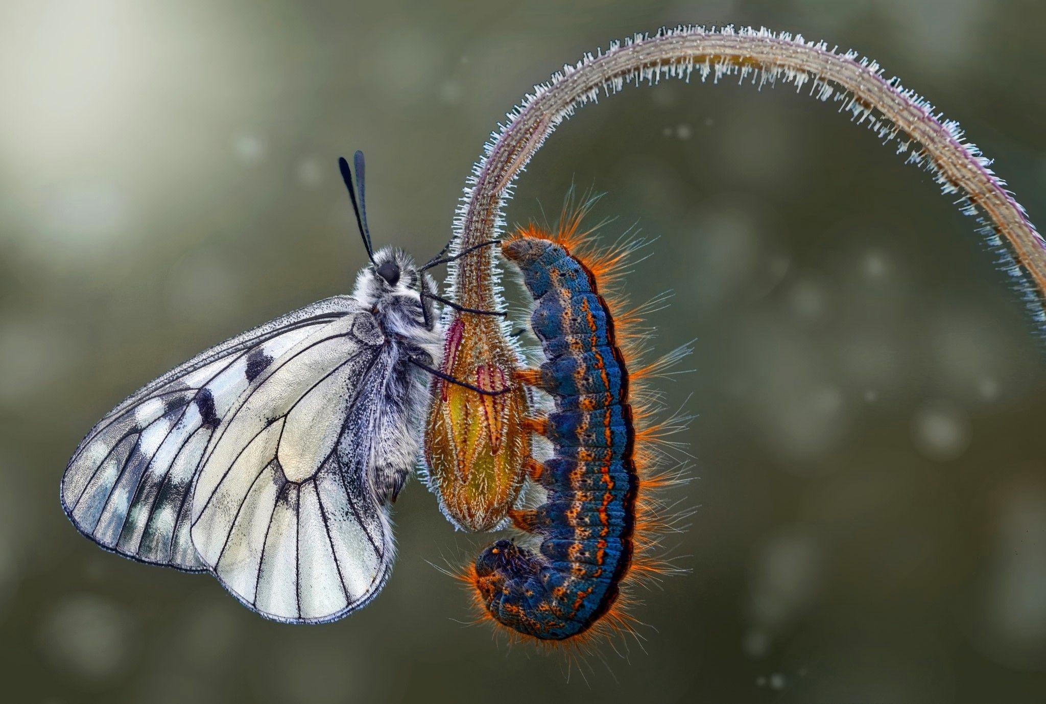 Caterpillar Insect Wallpapers - Top Free Caterpillar Insect Backgrounds ...