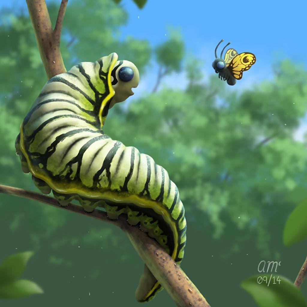 Caterpillar Insect Wallpapers - Top Free Caterpillar Insect Backgrounds ...