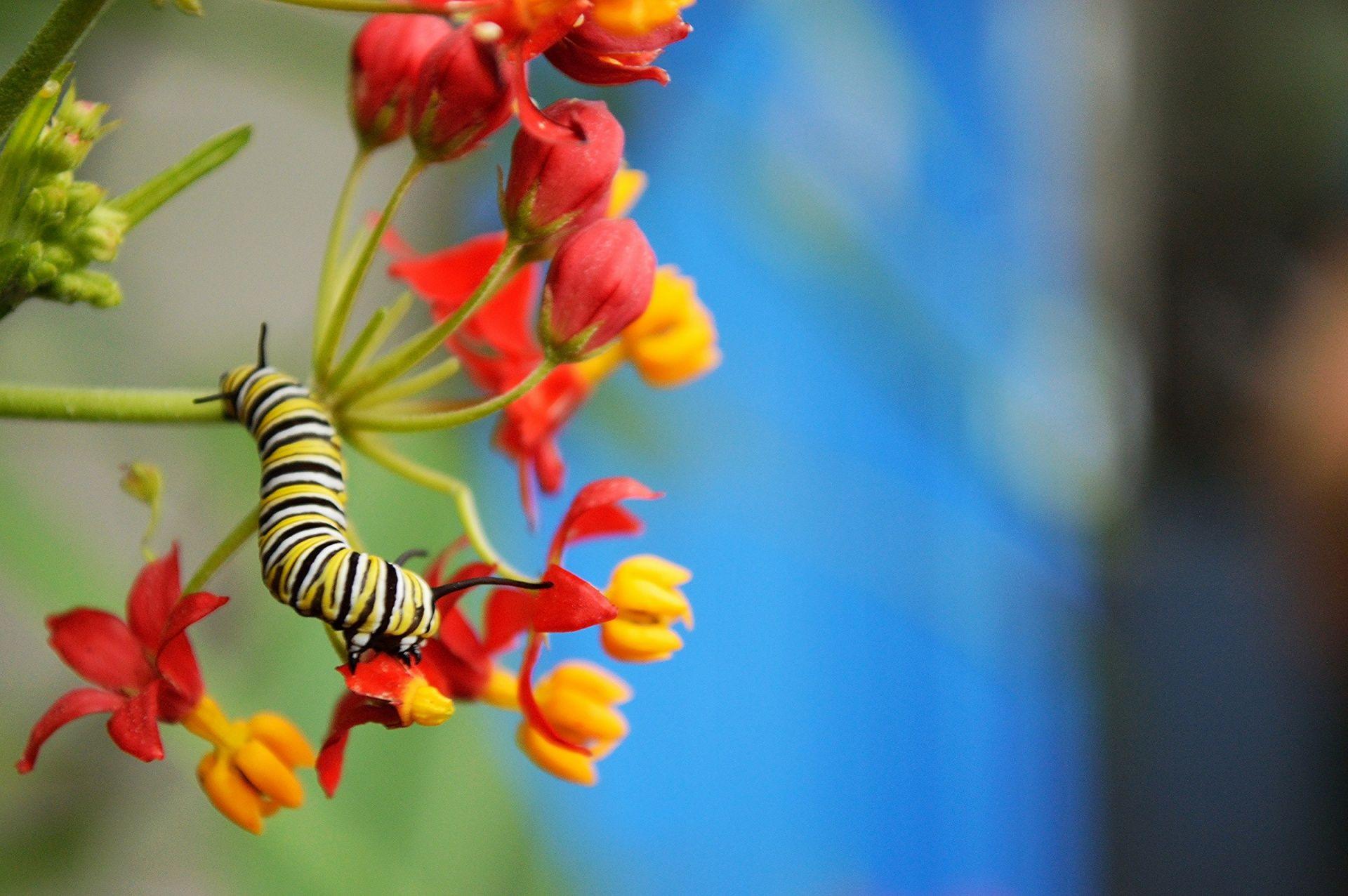 Caterpillar Insect Wallpapers - Top Free Caterpillar Insect Backgrounds ...