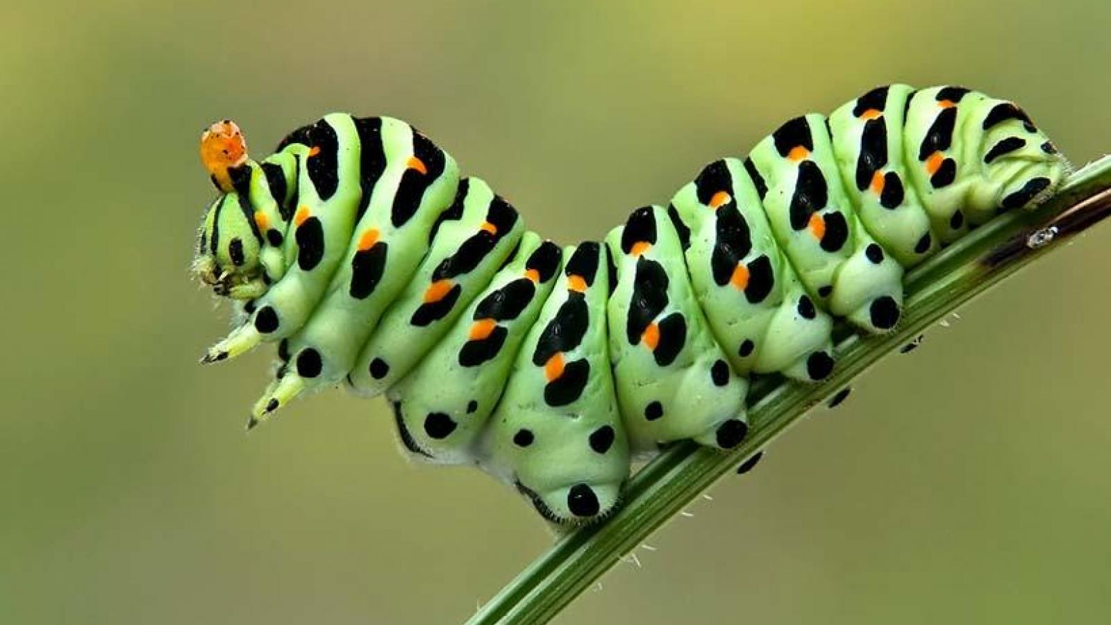 Caterpillar Insect Wallpapers - Top Free Caterpillar Insect Backgrounds ...
