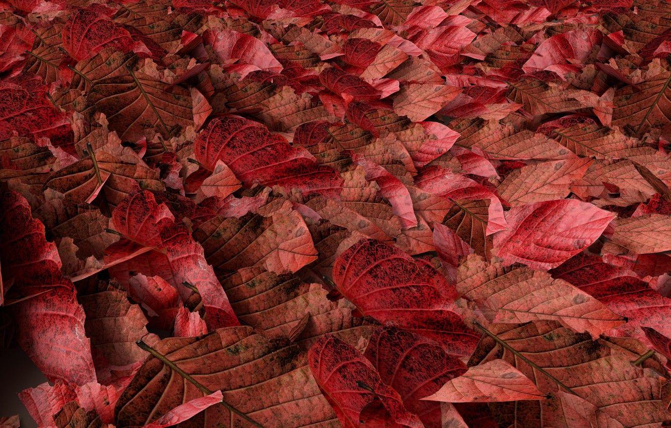 Red Autumn Leaves Wallpapers - Top Free Red Autumn Leaves Backgrounds ...