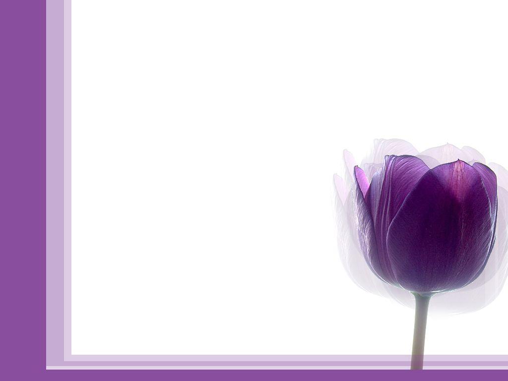Purple Tulips HD Wallpapers - Top Free Purple Tulips HD Backgrounds ...