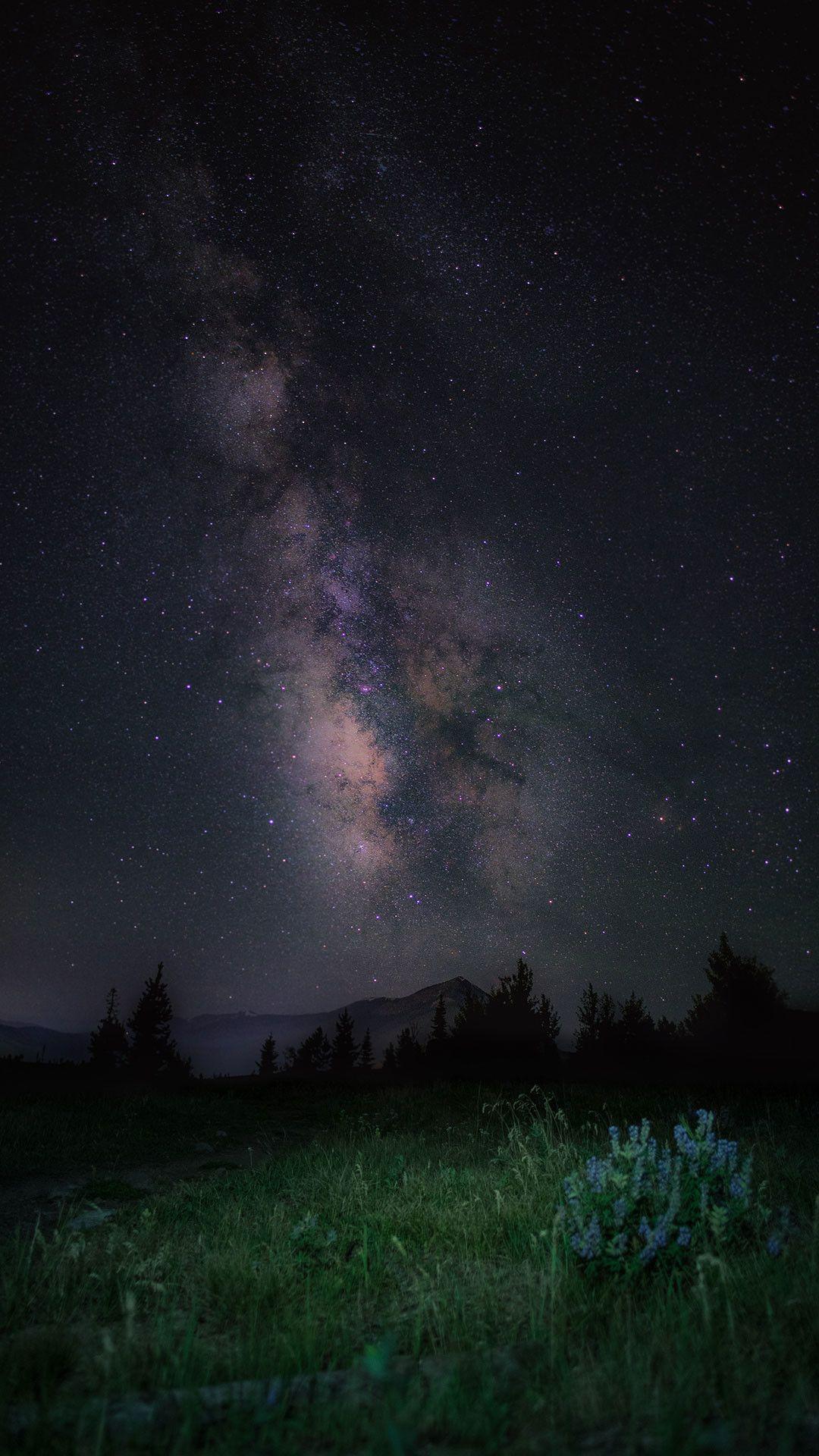 Forest and Stars Wallpapers - Top Free Forest and Stars Backgrounds ...