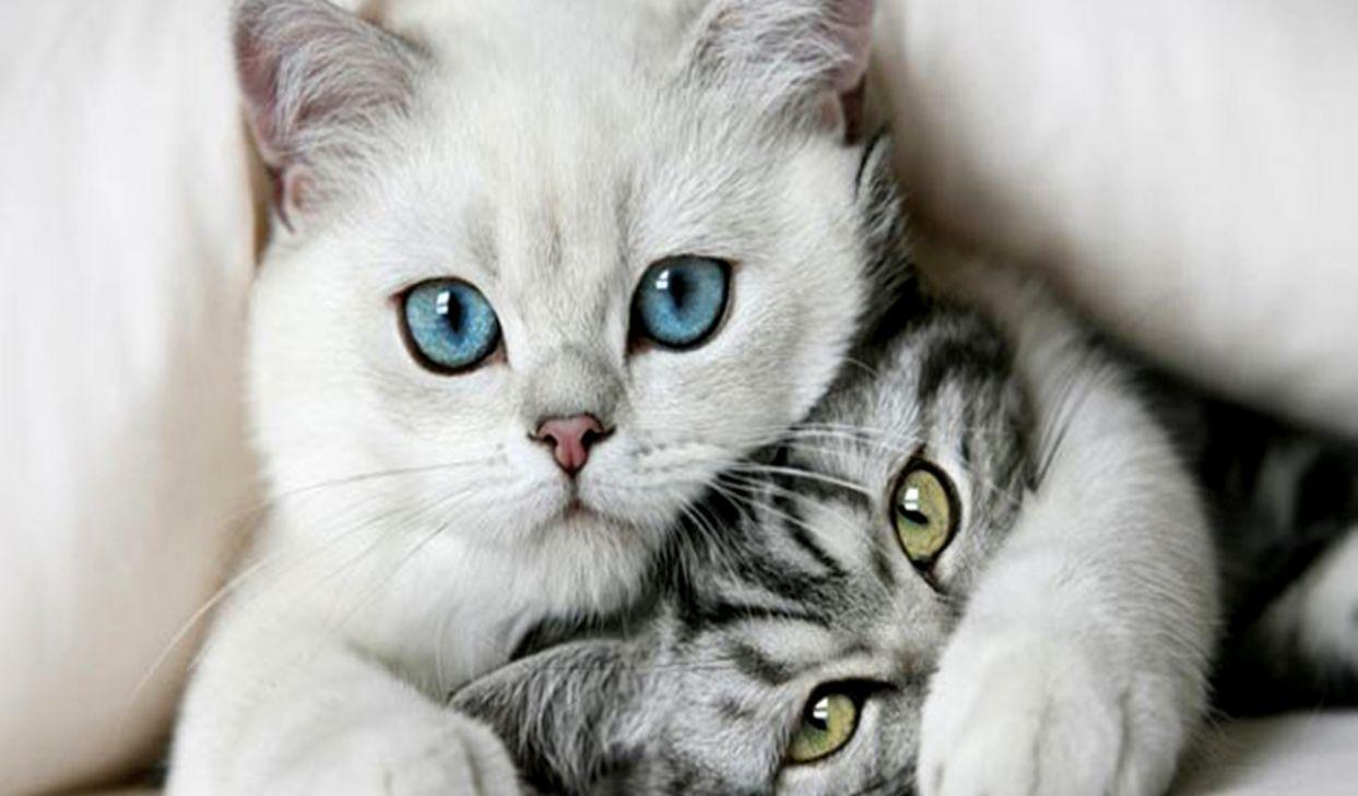 Love Cats Wallpapers - Top Free Love Cats Backgrounds - WallpaperAccess