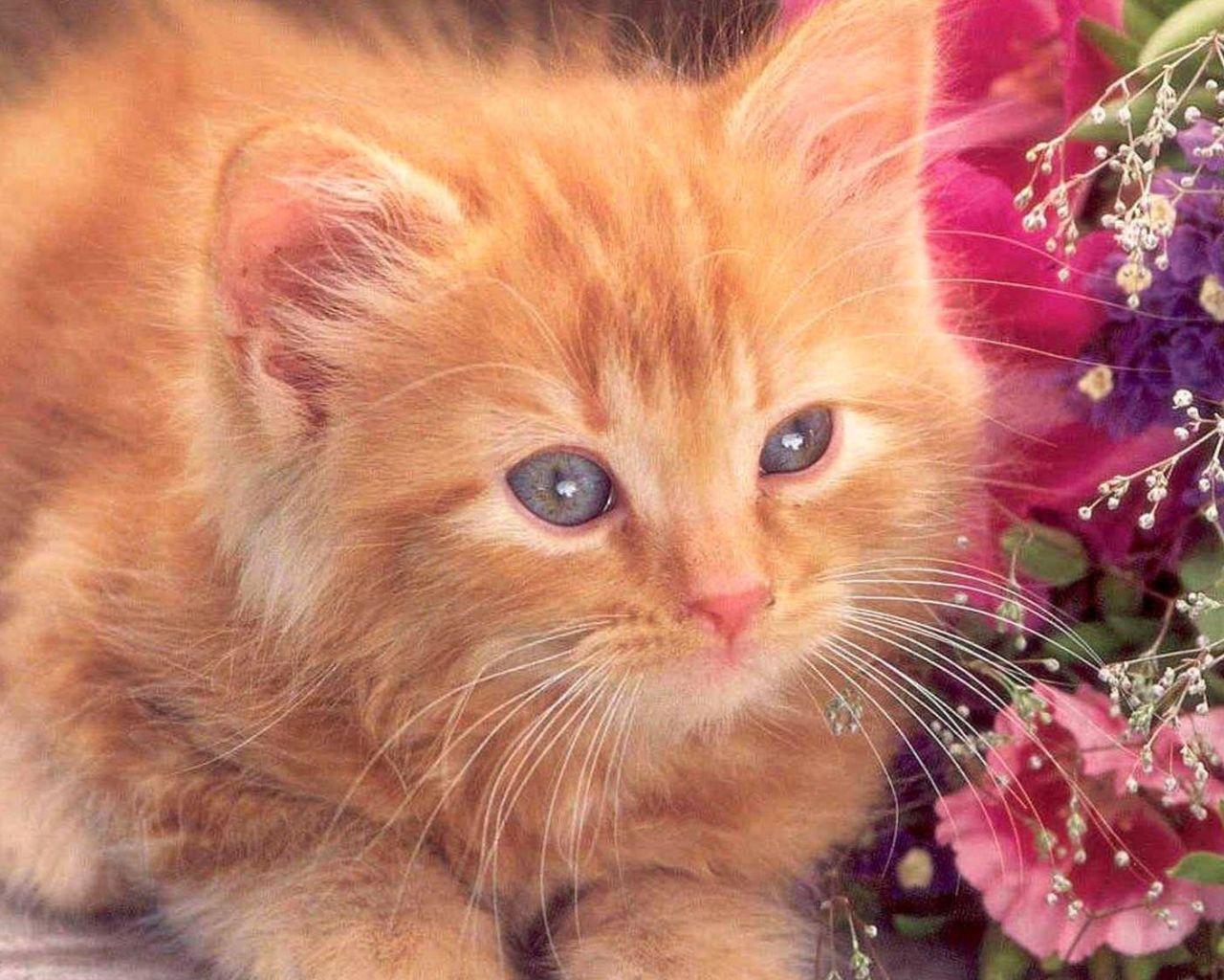 Love Cats Wallpapers Top Free Love Cats Backgrounds Wallpaperaccess