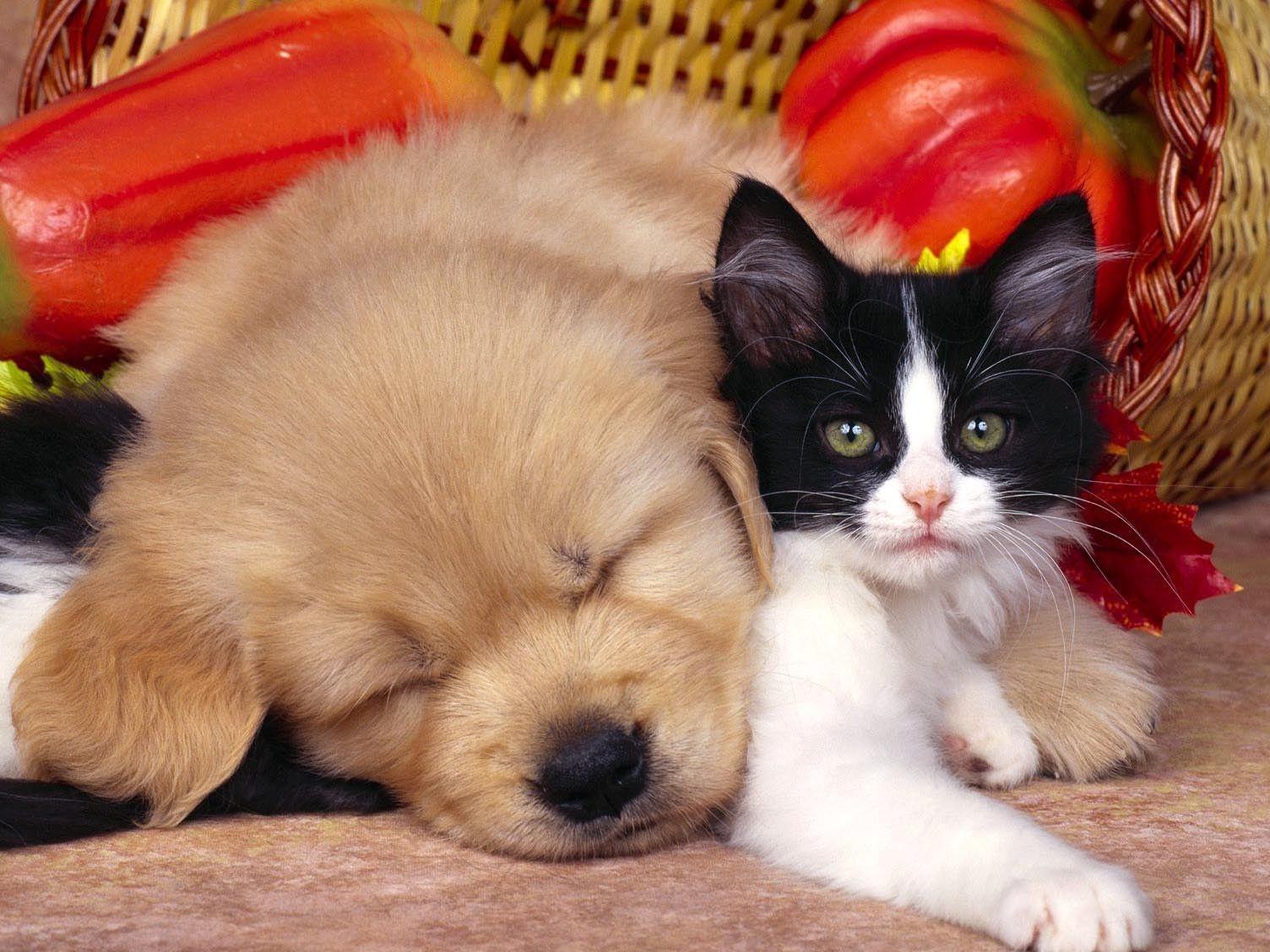 Love Cats Wallpapers - Top Free Love Cats Backgrounds - WallpaperAccess