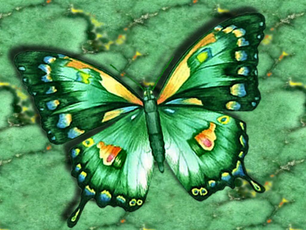 Green Butterfly Desktop Wallpapers - Top Free Green Butterfly Desktop ...
