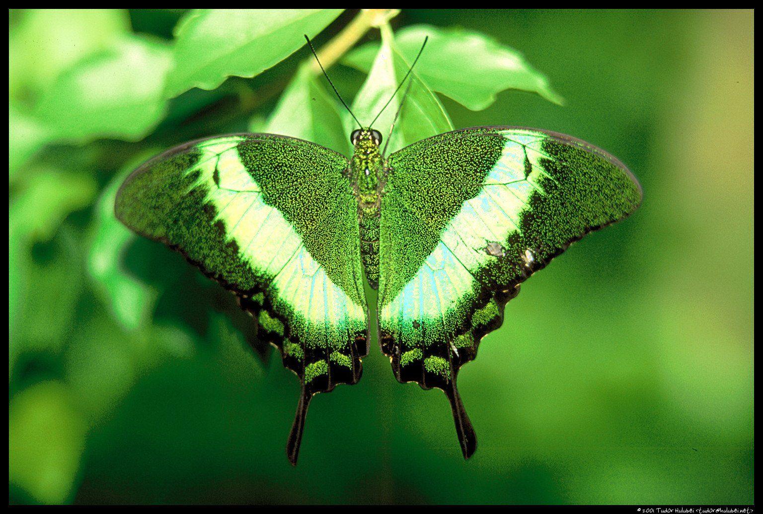 Green Butterfly Desktop Wallpapers - Top Free Green Butterfly Desktop ...