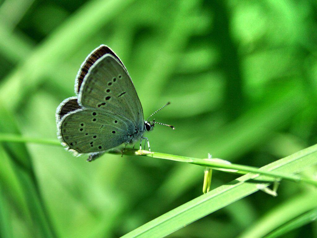 Green Butterfly Desktop Wallpapers - Top Free Green Butterfly Desktop ...