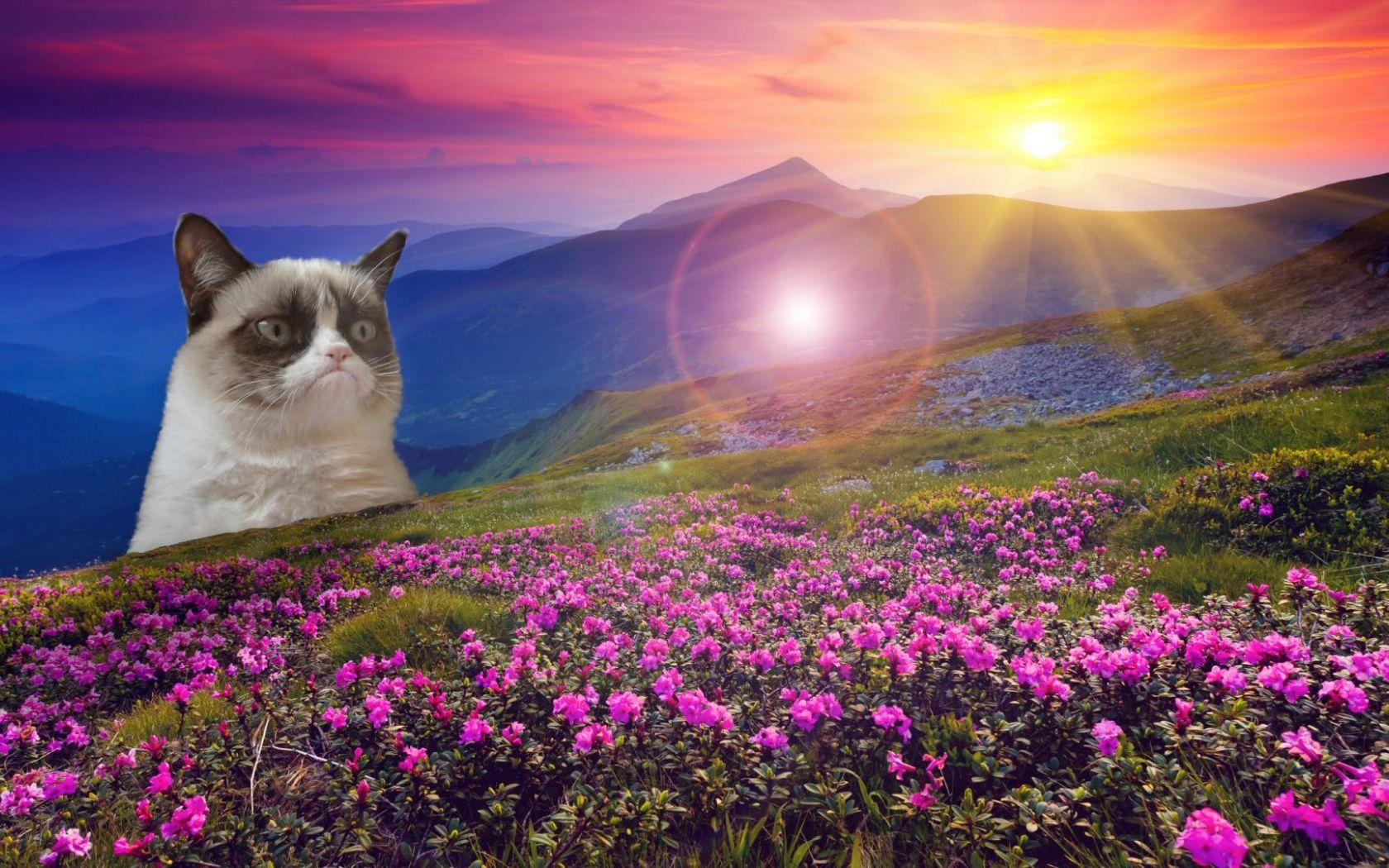 Grumpy Cat Desktop Wallpapers - Top Free Grumpy Cat Desktop Backgrounds ...