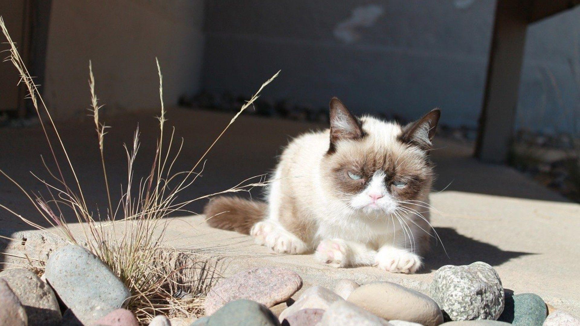 Grumpy Cat Desktop Wallpapers - Top Free Grumpy Cat Desktop Backgrounds ...