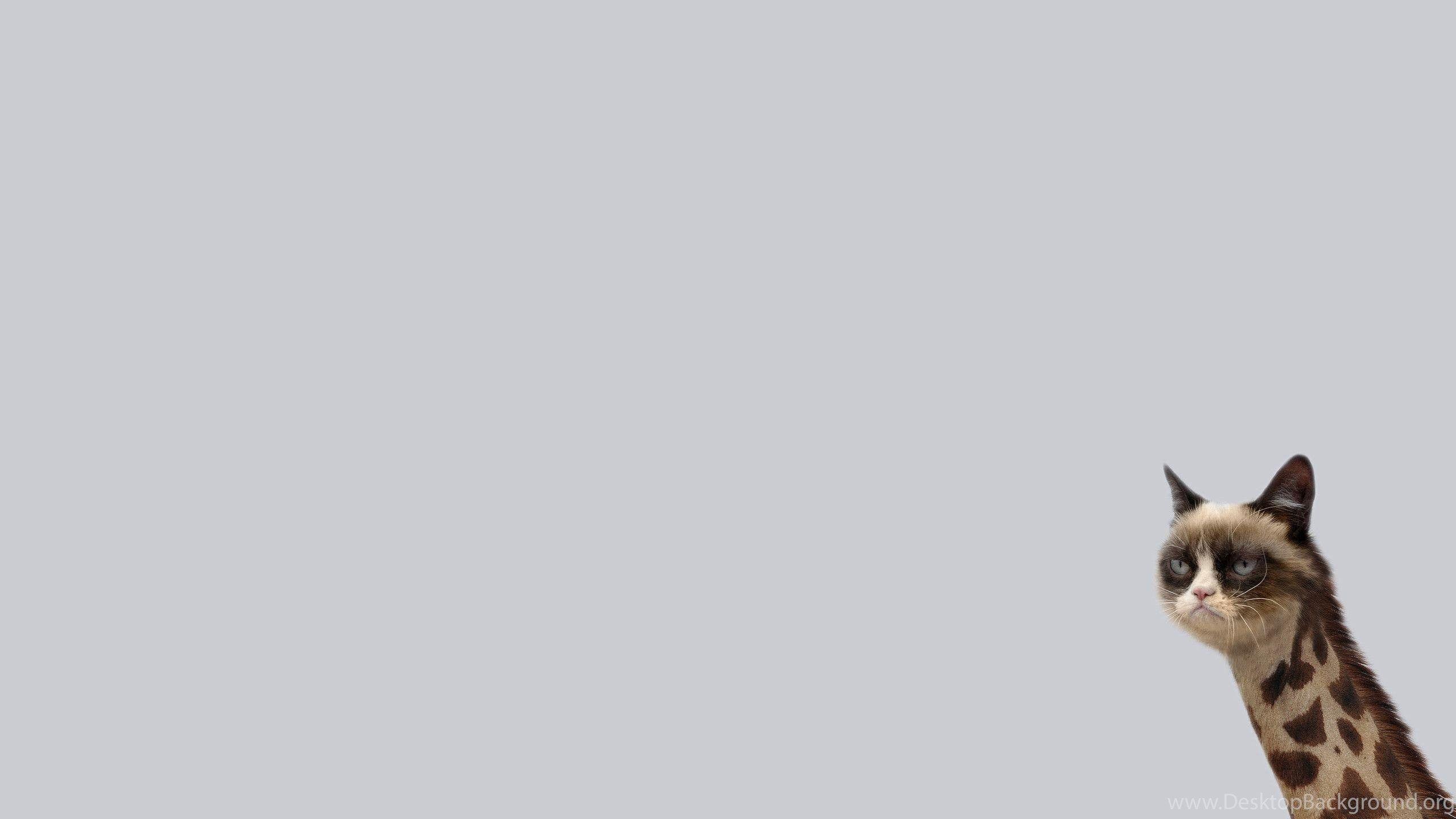 Grumpy Cat Desktop Wallpapers - Top Free Grumpy Cat Desktop Backgrounds ...