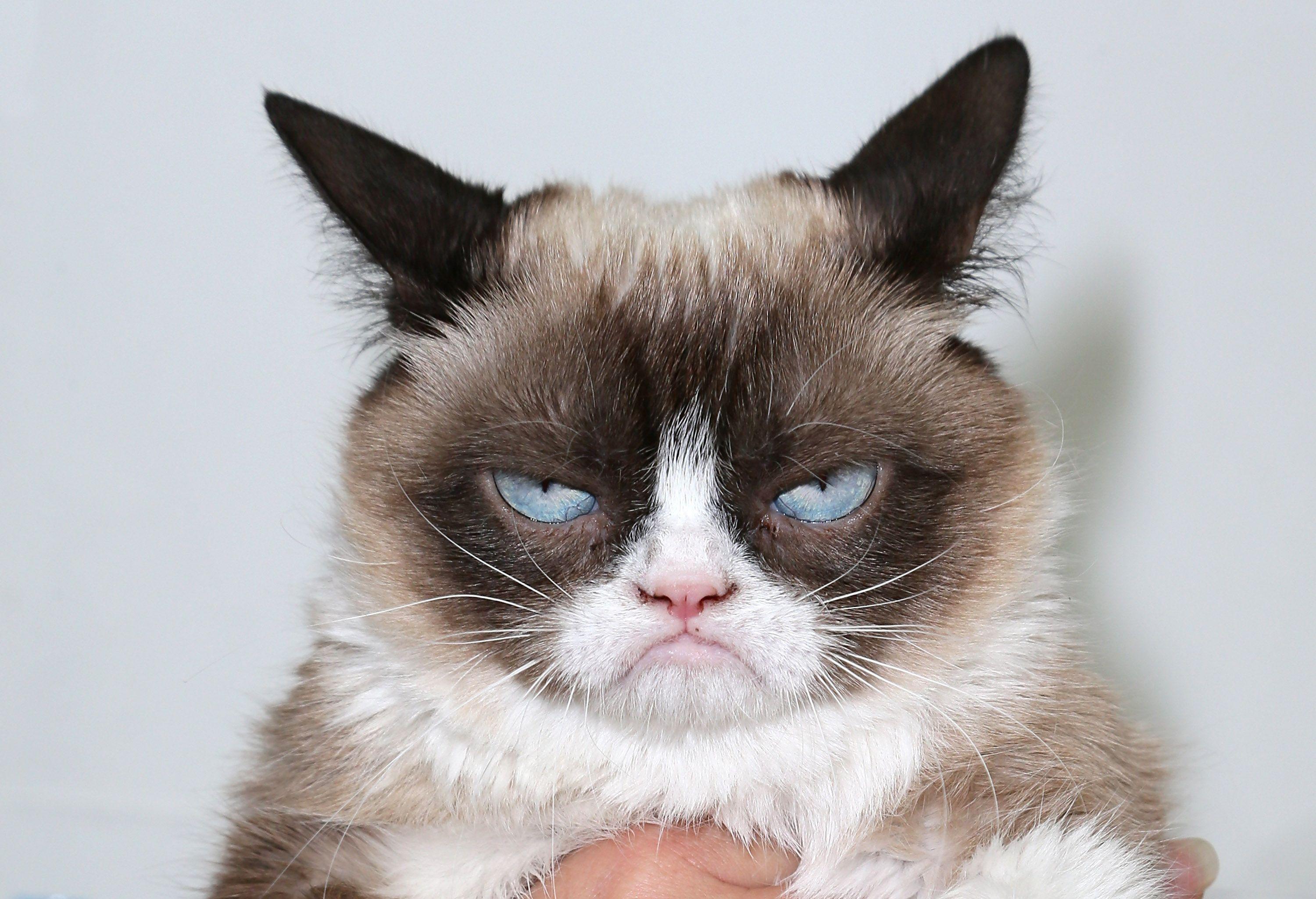 Grumpy Cat Desktop Wallpapers - Top Free Grumpy Cat Desktop Backgrounds ...