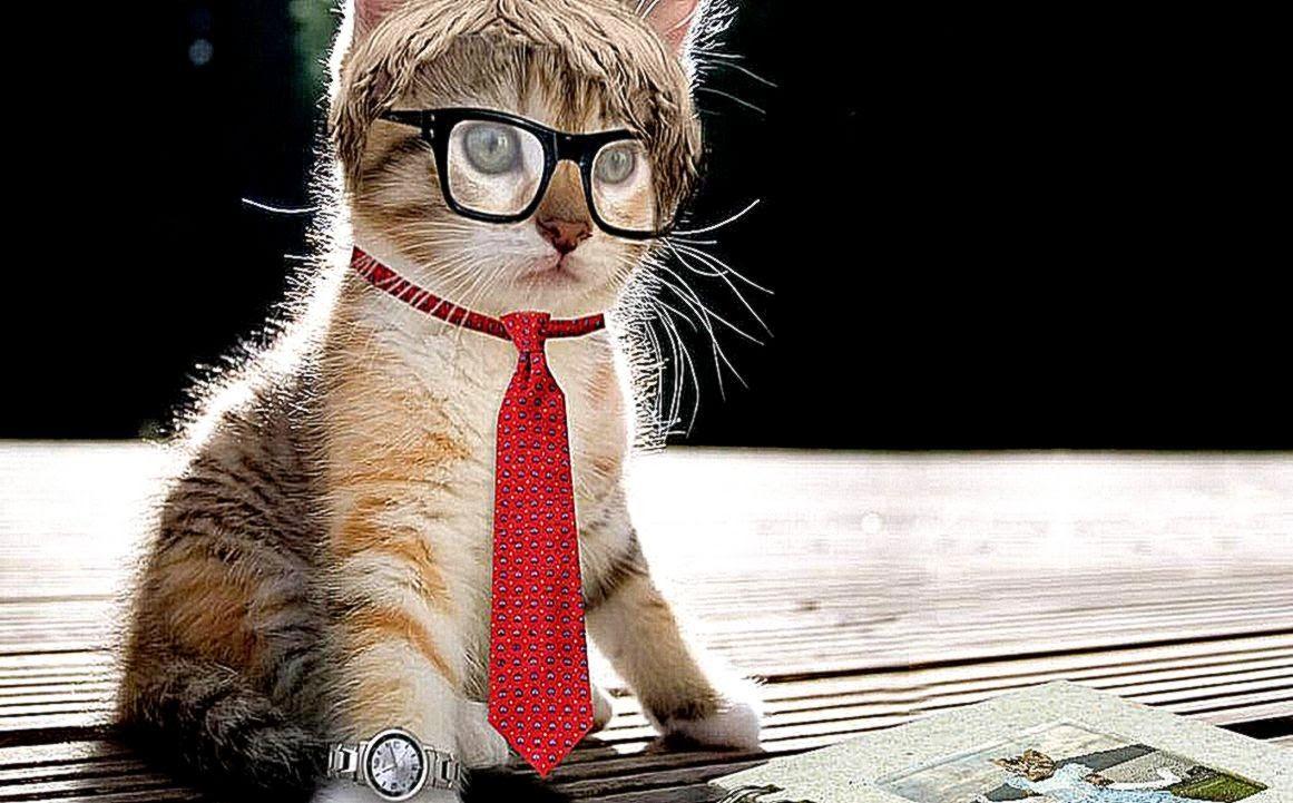 Tron Cat Wallpapers - Top Free Tron Cat Backgrounds - WallpaperAccess