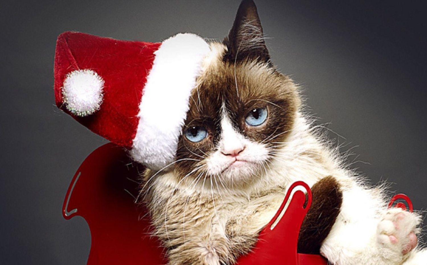 Grumpy Cat Desktop Wallpapers - Top Free Grumpy Cat Desktop Backgrounds ...