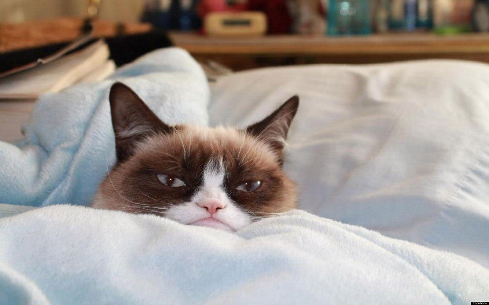 Grumpy Cat Desktop Wallpapers - Top Free Grumpy Cat Desktop Backgrounds ...