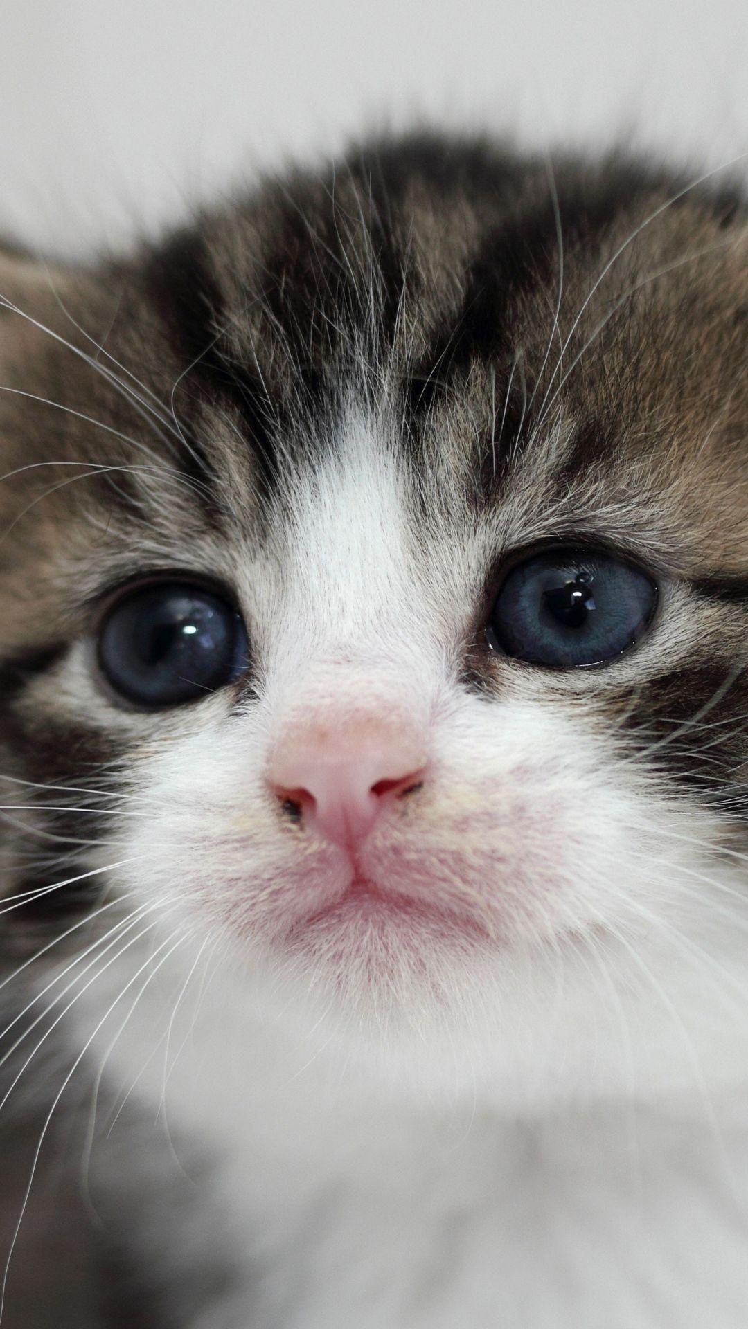 Kitten Face Wallpapers - Top Free Kitten Face Backgrounds - WallpaperAccess