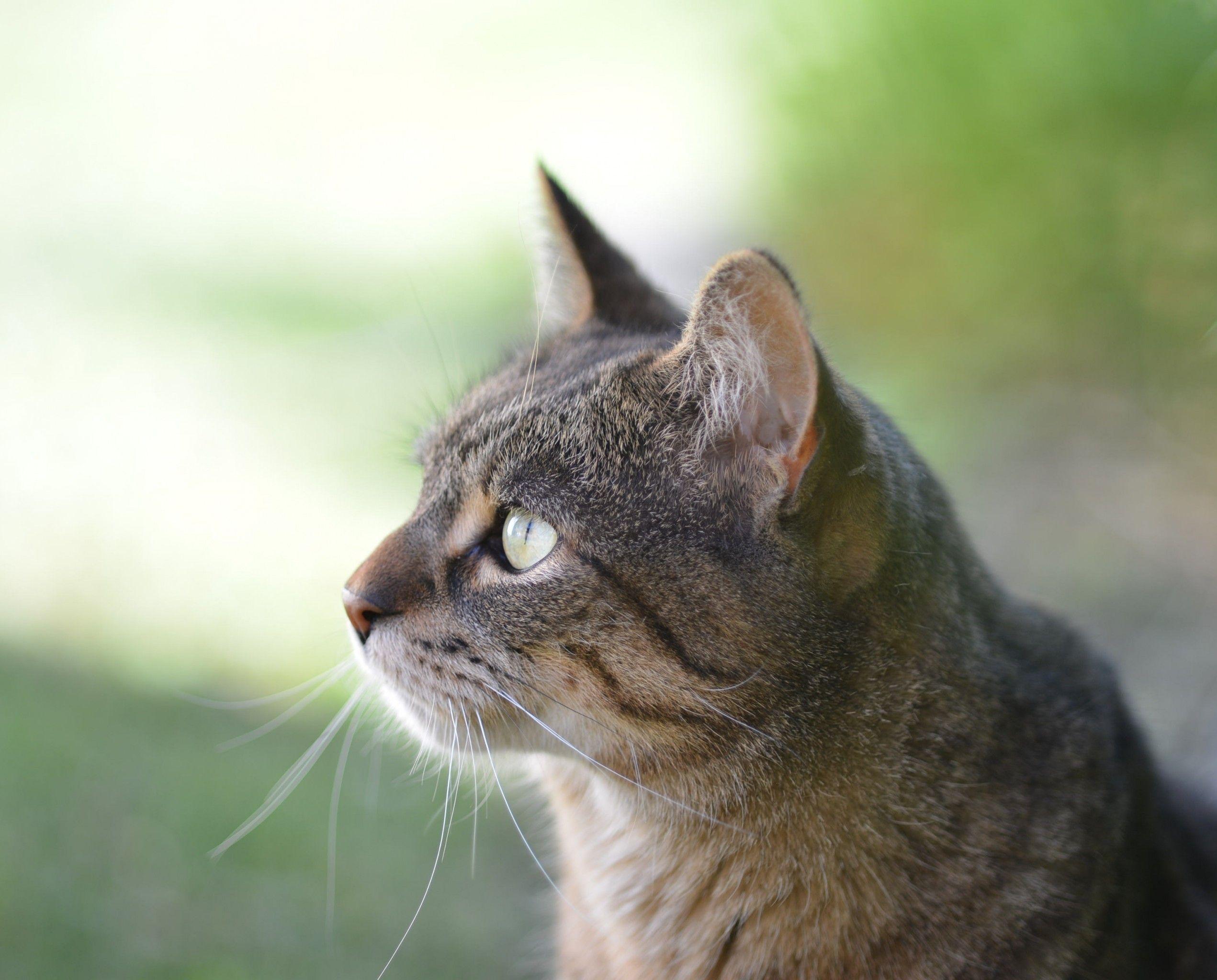 Kitten Face Wallpapers - Top Free Kitten Face Backgrounds - WallpaperAccess