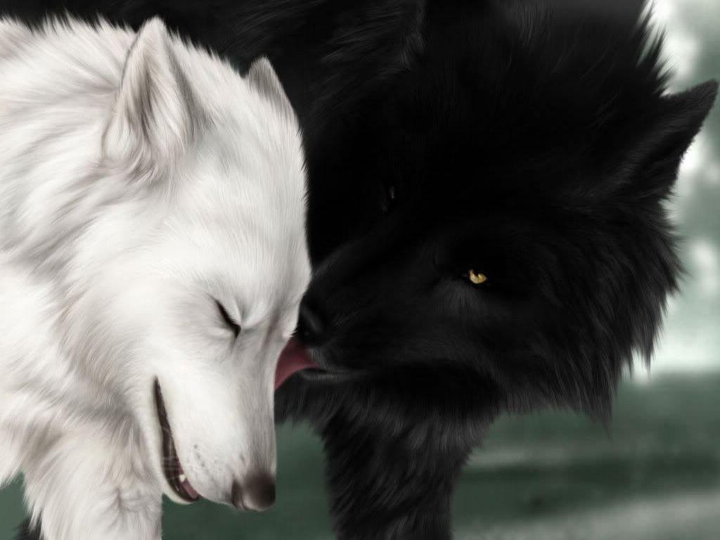 Black Wolf Anime Wallpapers Top Free Black Wolf Anime Backgrounds Wallpaperaccess