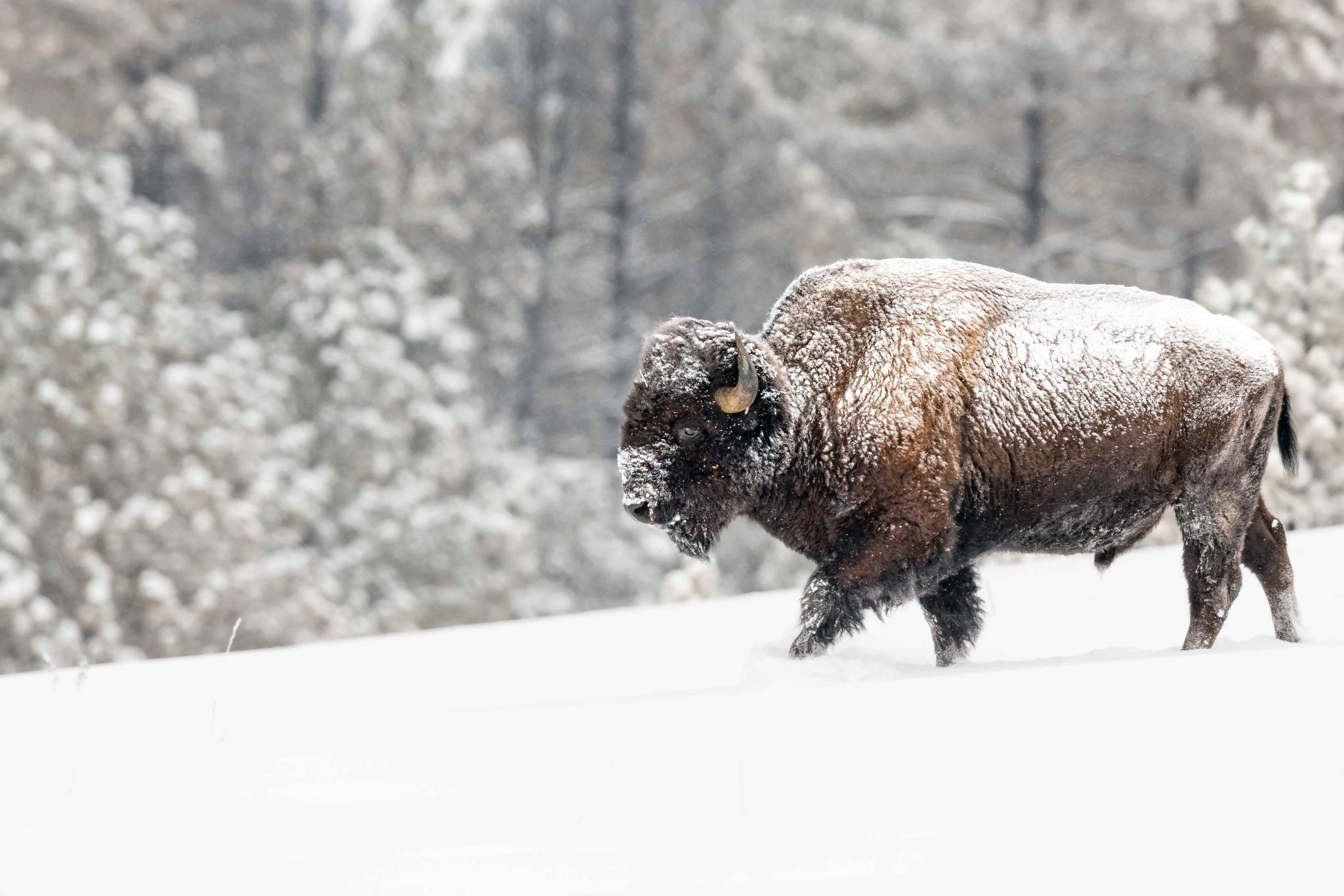 American Bison Wallpapers - Top Free American Bison Backgrounds ...
