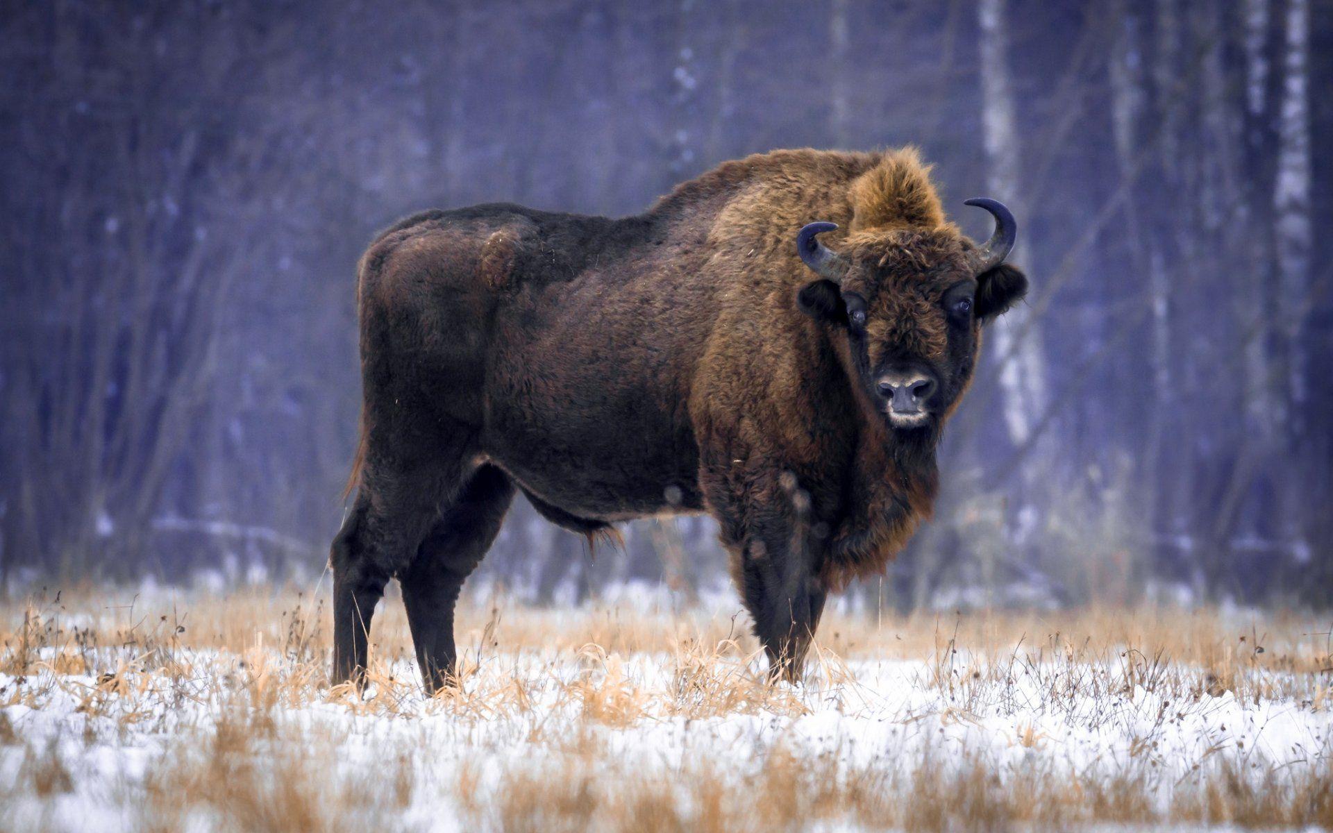 American Bison Wallpapers - Top Free American Bison Backgrounds ...
