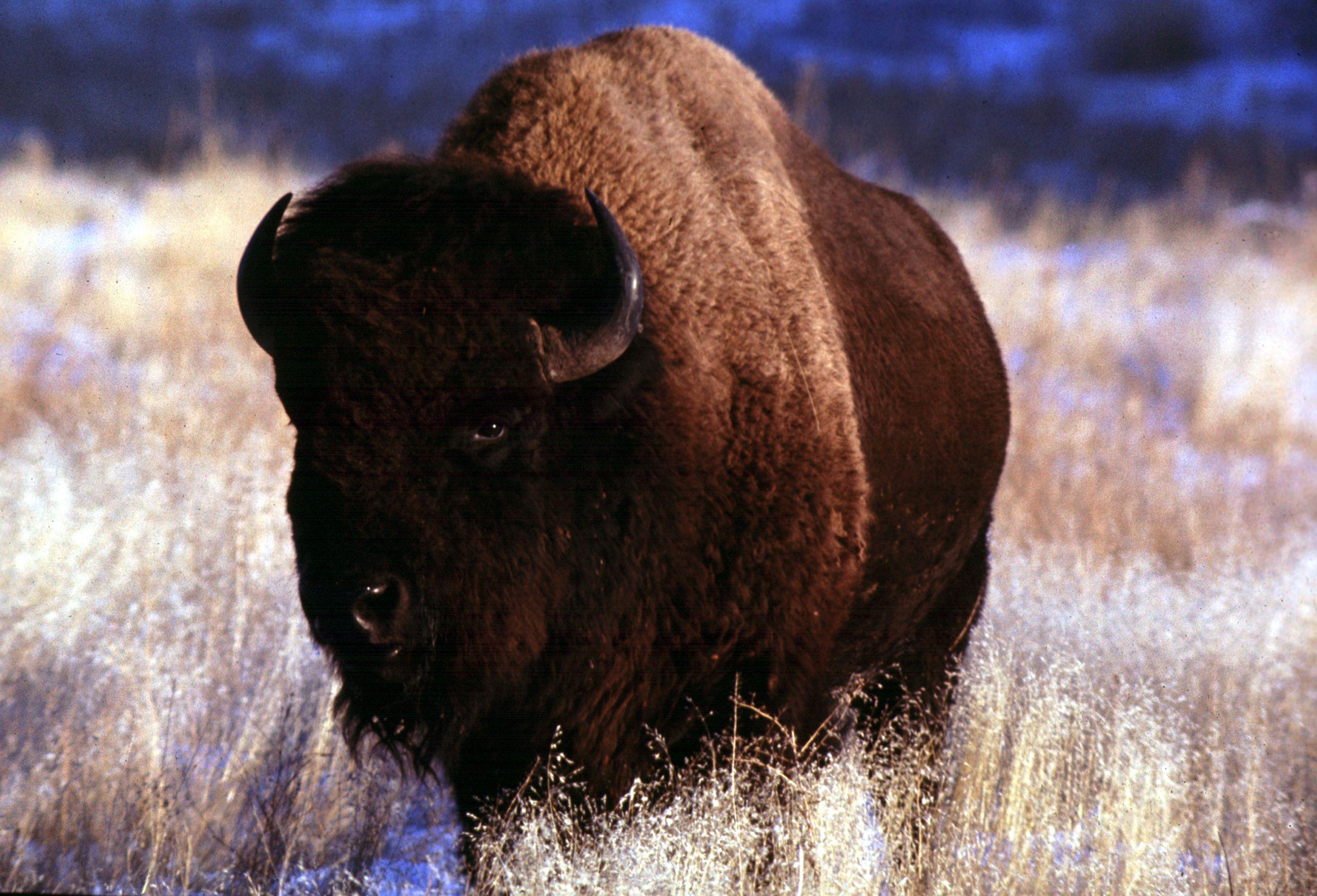 American Bison Wallpapers - Top Free American Bison Backgrounds ...