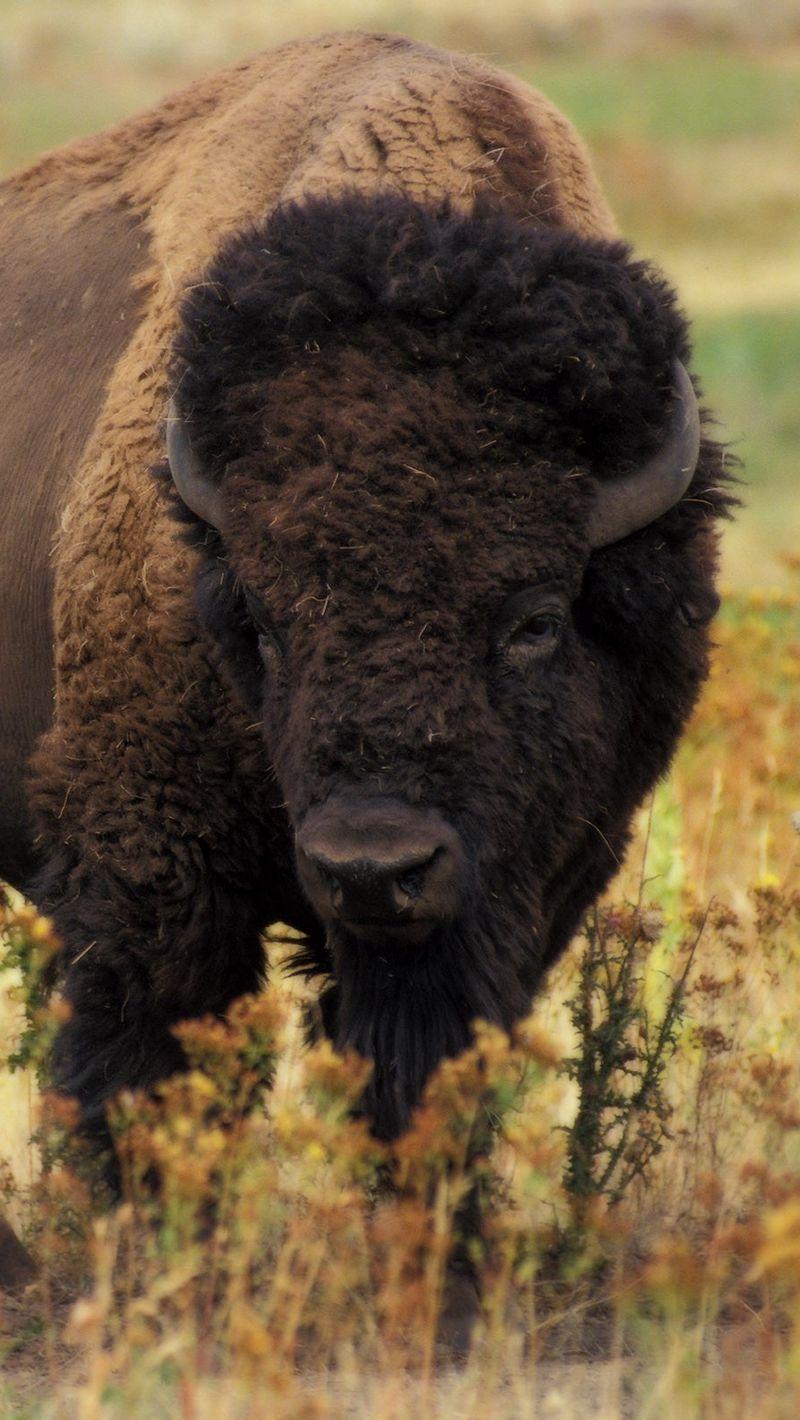 American Bison Wallpapers - Top Free American Bison Backgrounds ...