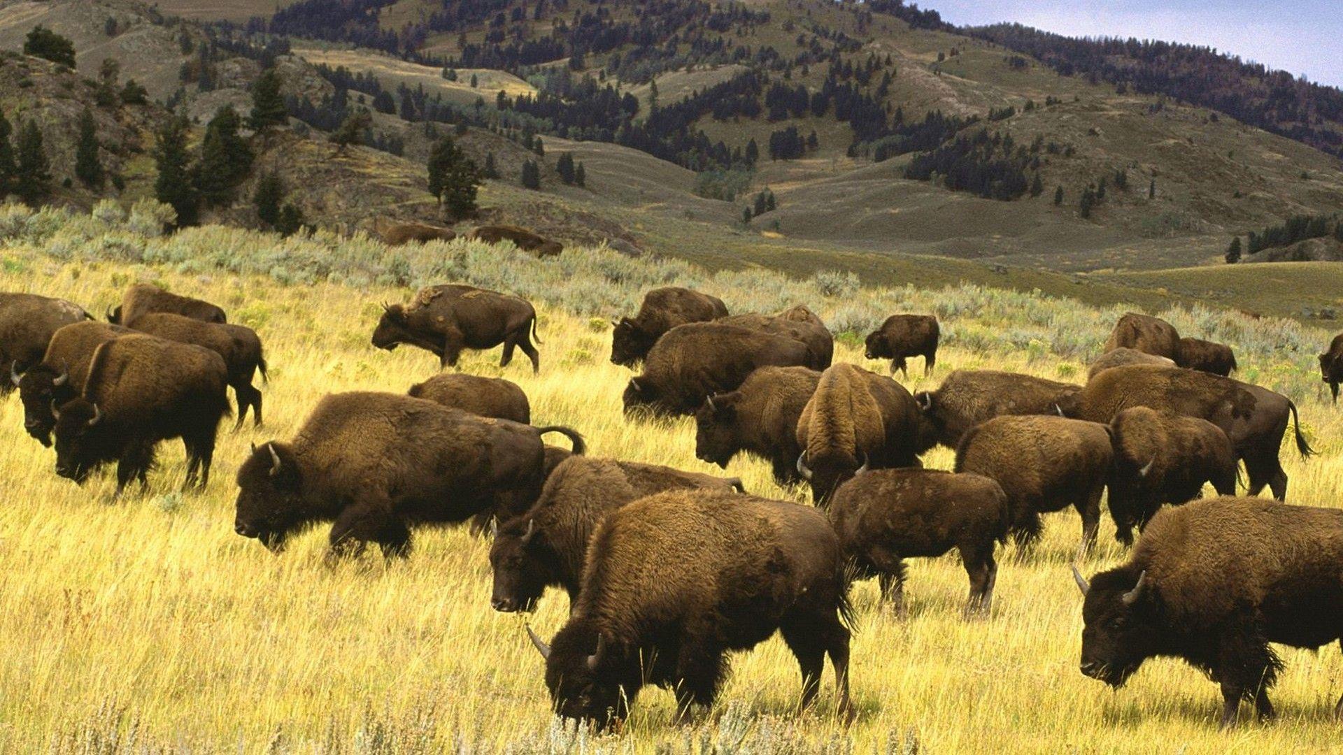 American Bison Wallpapers - Top Free American Bison Backgrounds ...