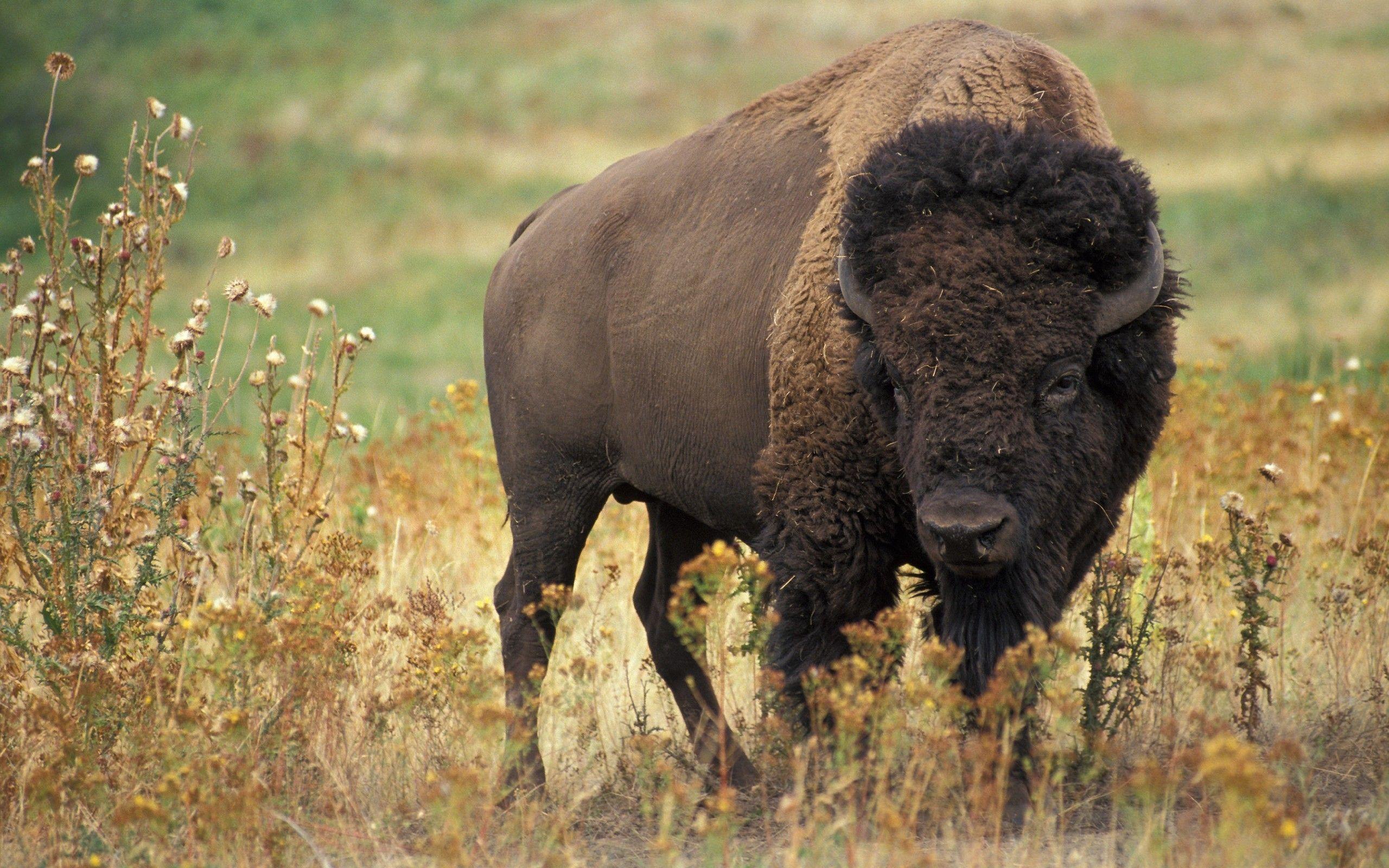 American Bison Wallpapers - Top Free American Bison Backgrounds ...