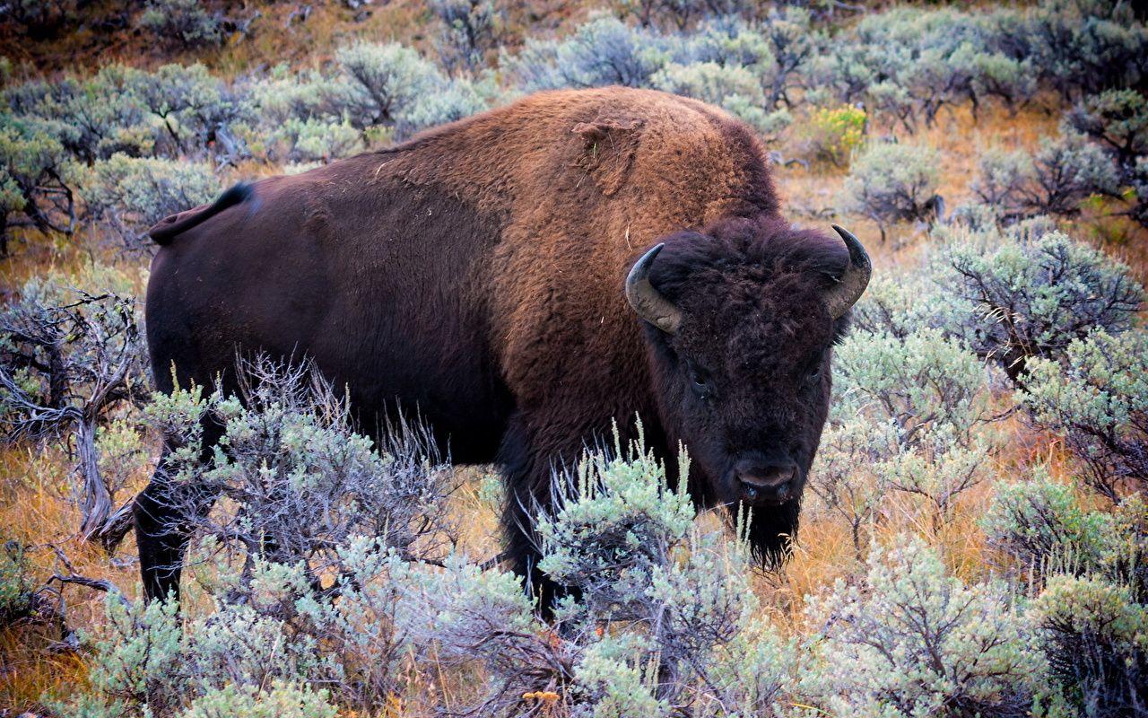 American Bison Wallpapers - Top Free American Bison Backgrounds ...