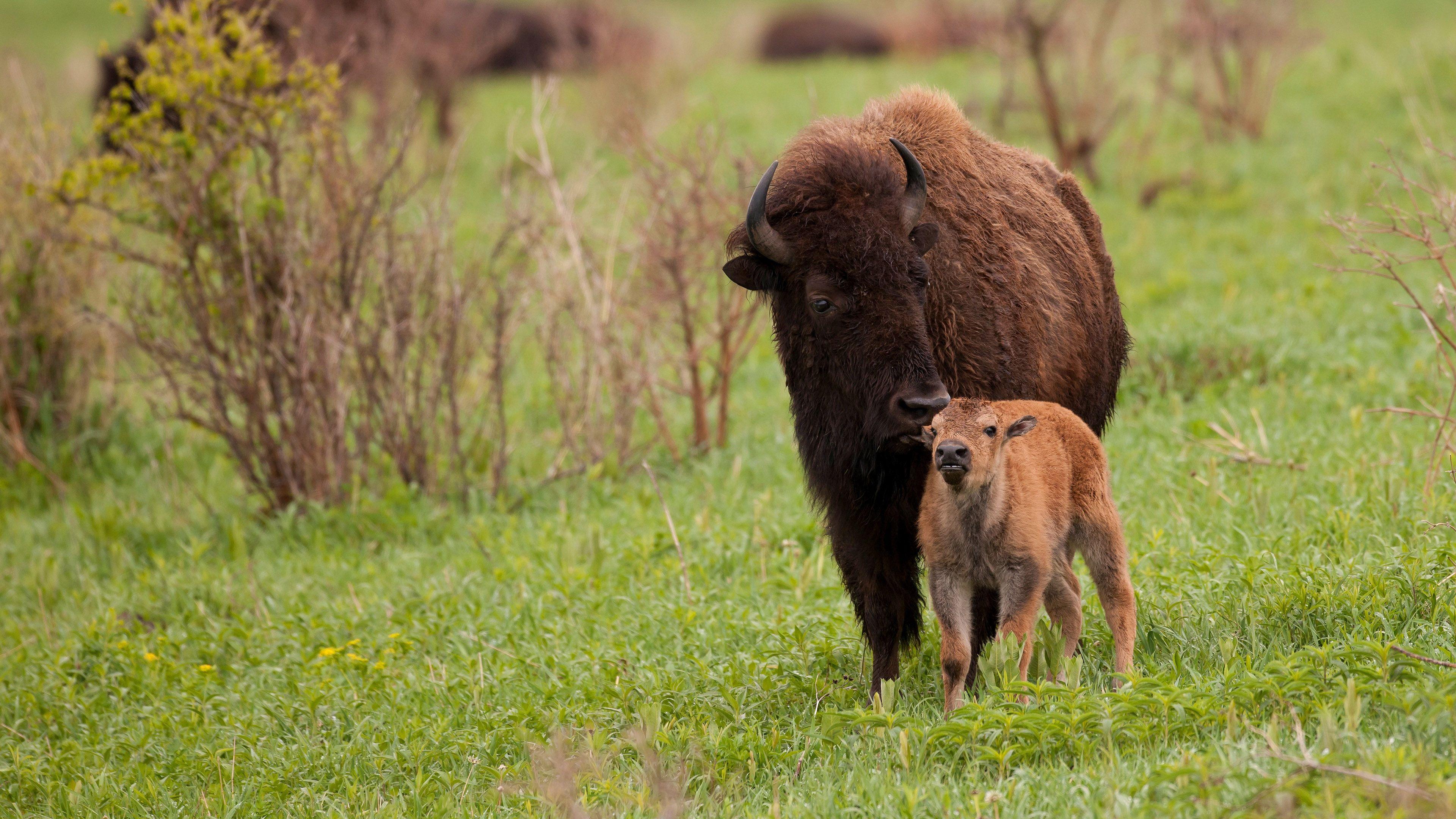 American Bison Wallpapers - Top Free American Bison Backgrounds ...
