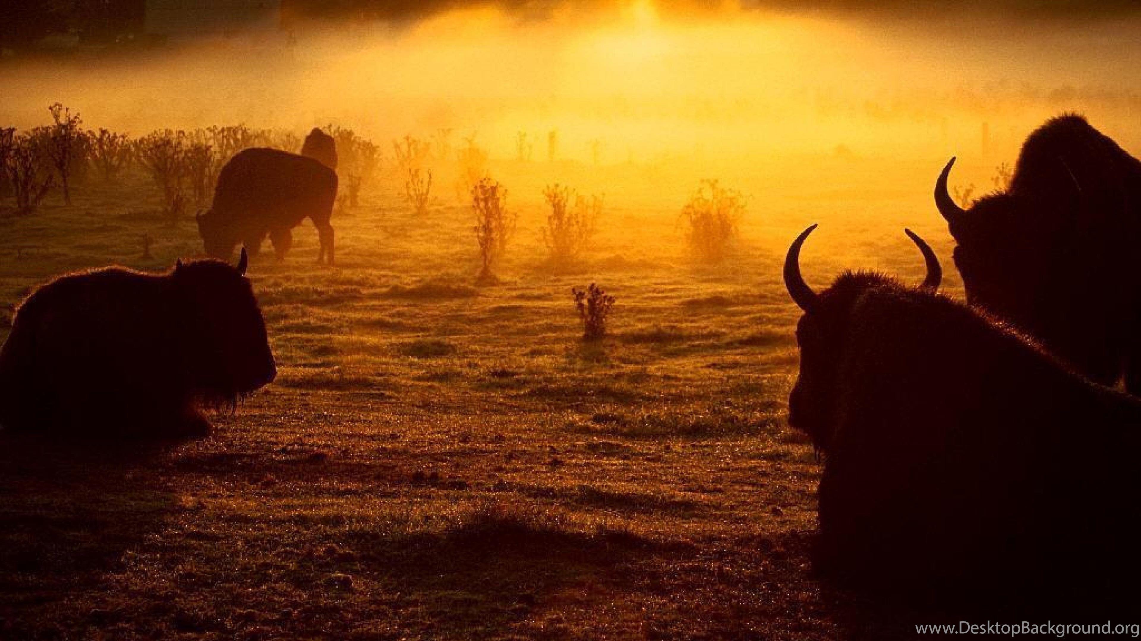 American Bison Wallpapers - Top Free American Bison Backgrounds ...