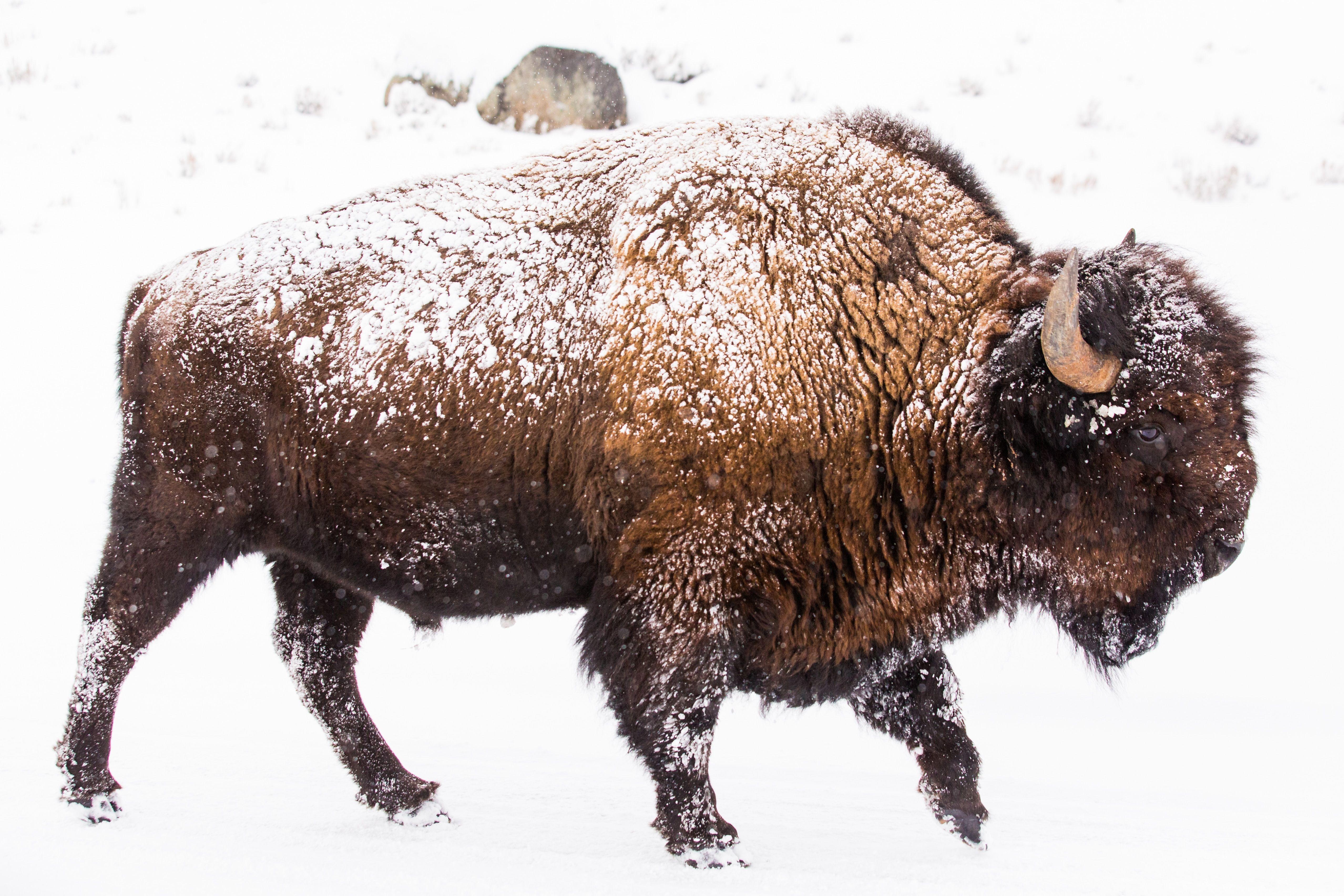 American Bison Wallpapers - Top Free American Bison Backgrounds ...